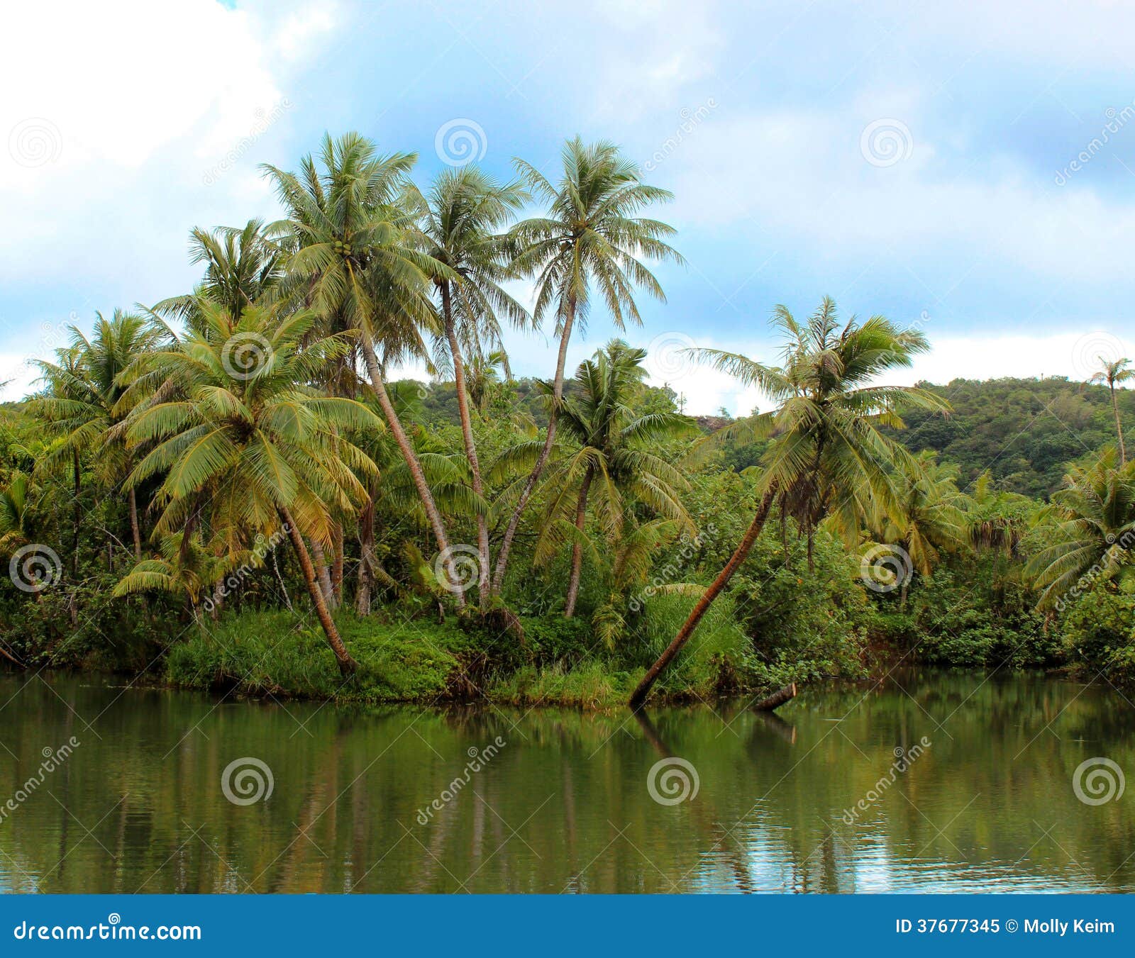 Tropical River stock image. Image of pacific, blue, rain - 37677345