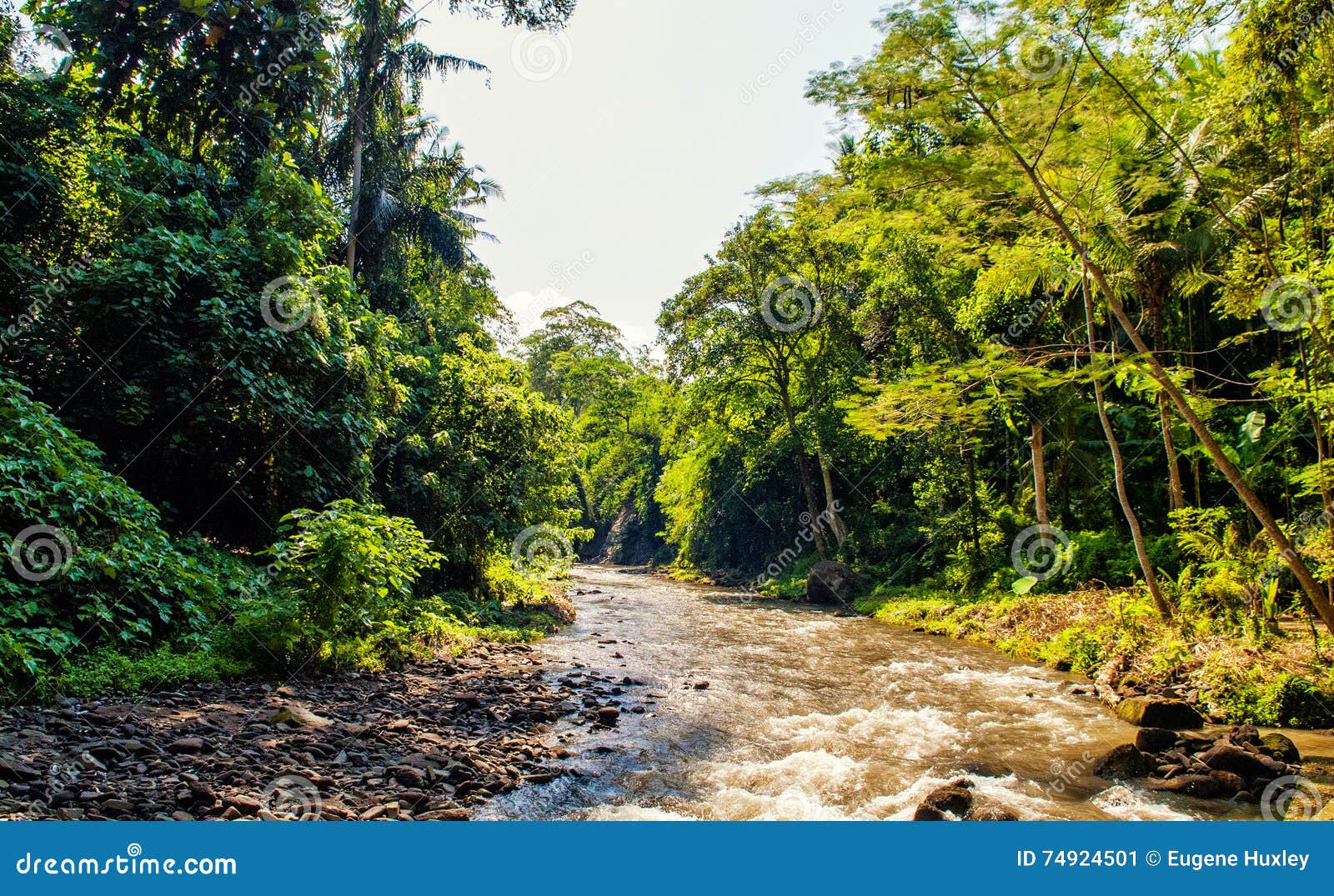 Tropical river stock image. Image of moss, tree, green - 74924501