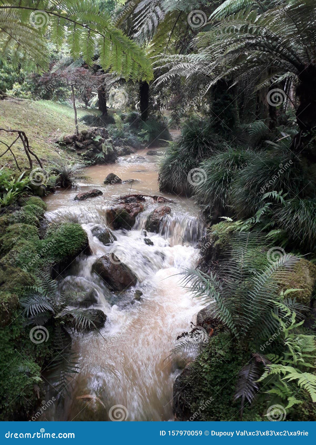 Tropical river stock image. Image of river, tropical - 157970059