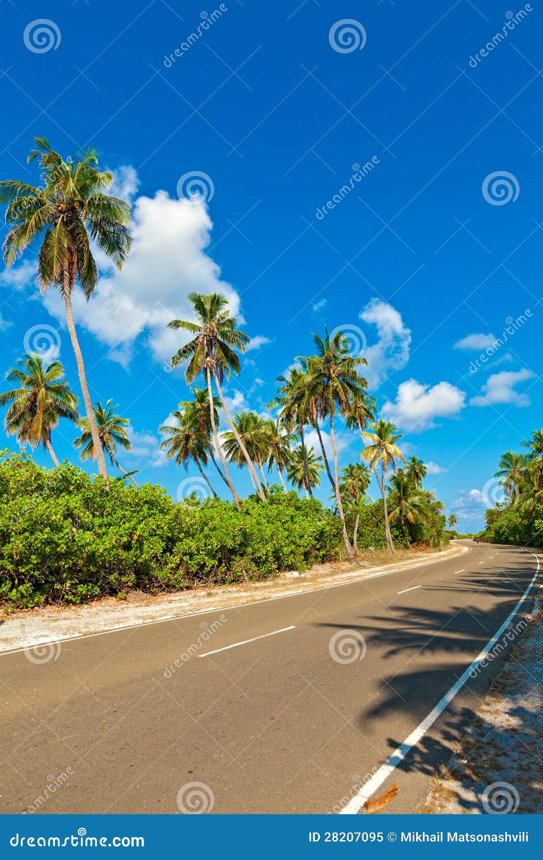 Tropical road stock image. Image of bush, palmtree, dream - 28207095
