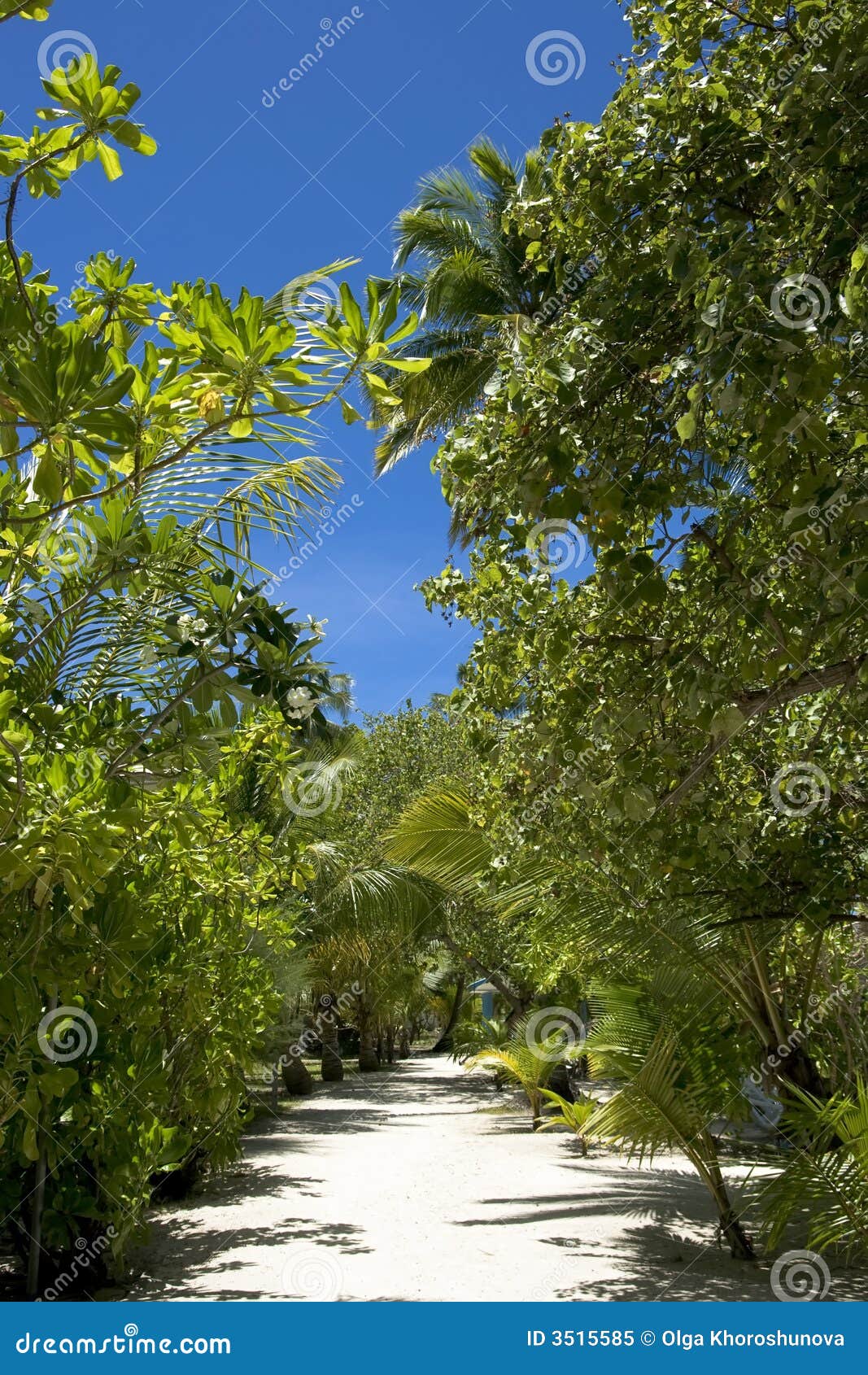 Tropical road stock image. Image of branch, path, climate - 3515585