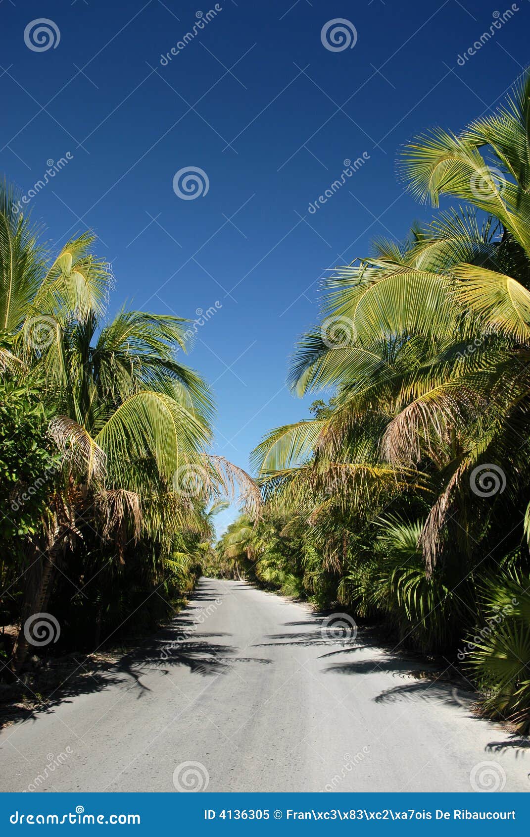 Tropical Road stock image. Image of tropics, palms, road - 4136305