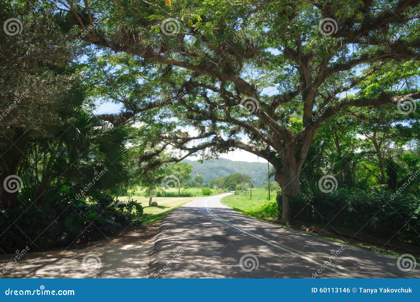 Tropical road stock photo. Image of footpath, good, light - 60113146