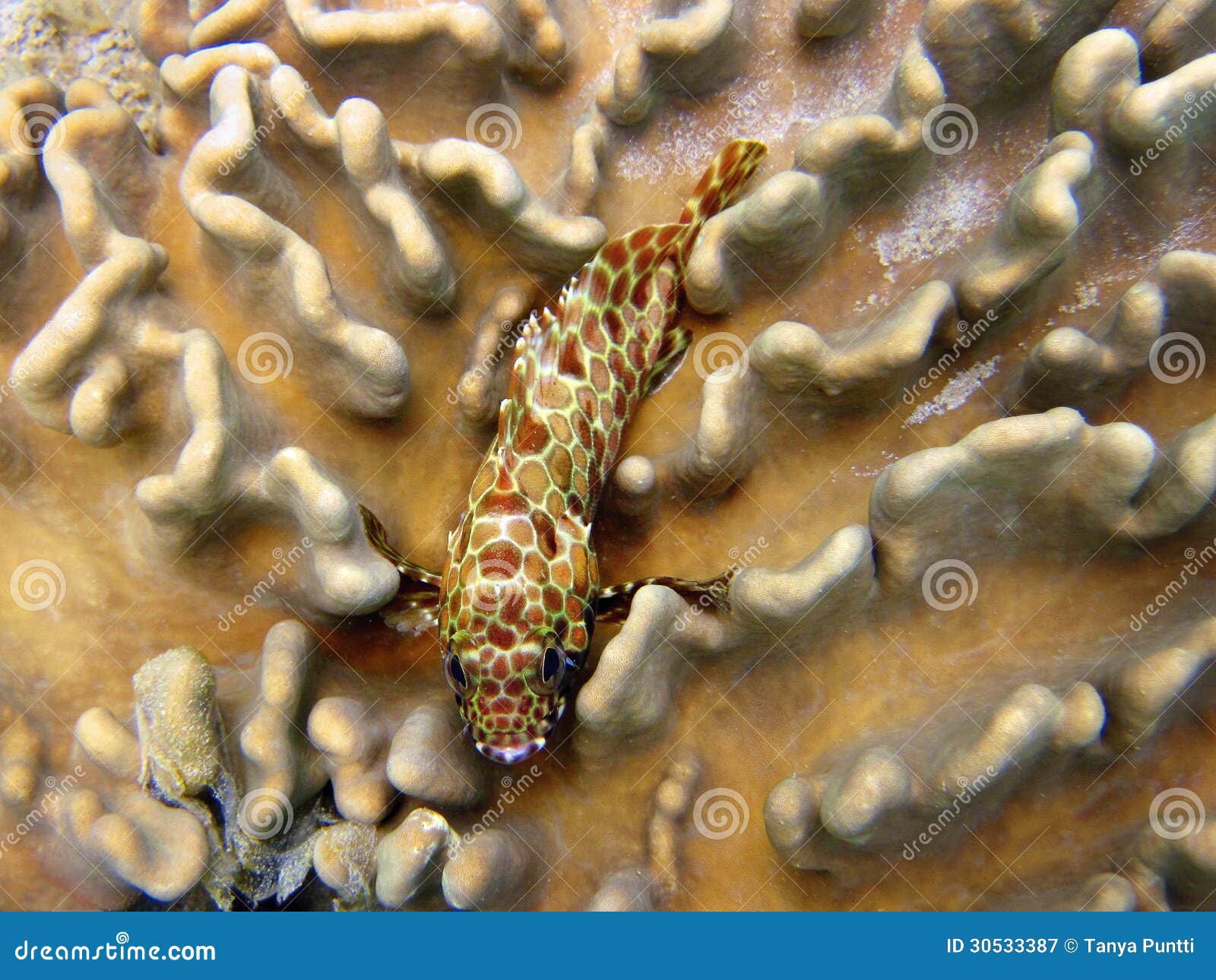 Tropical rock cod in coral stock image. Image of coral - 30533387
