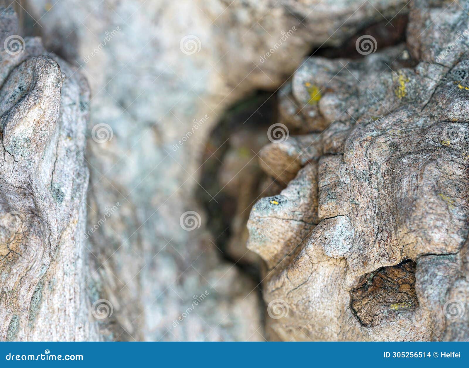 Tropical Root with Twists and Fantastic Grains Stock Photo - Image of ...