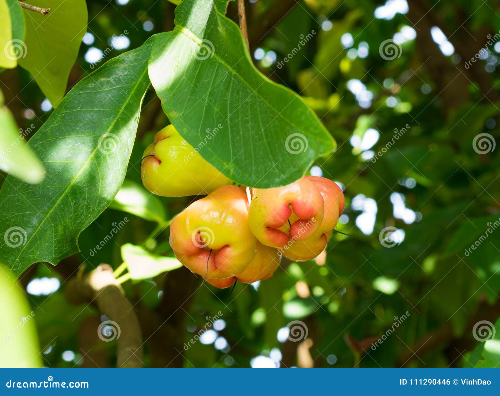 Tropical Rose Apple Fruit on Tree Stock Photo - Image of sweet ...