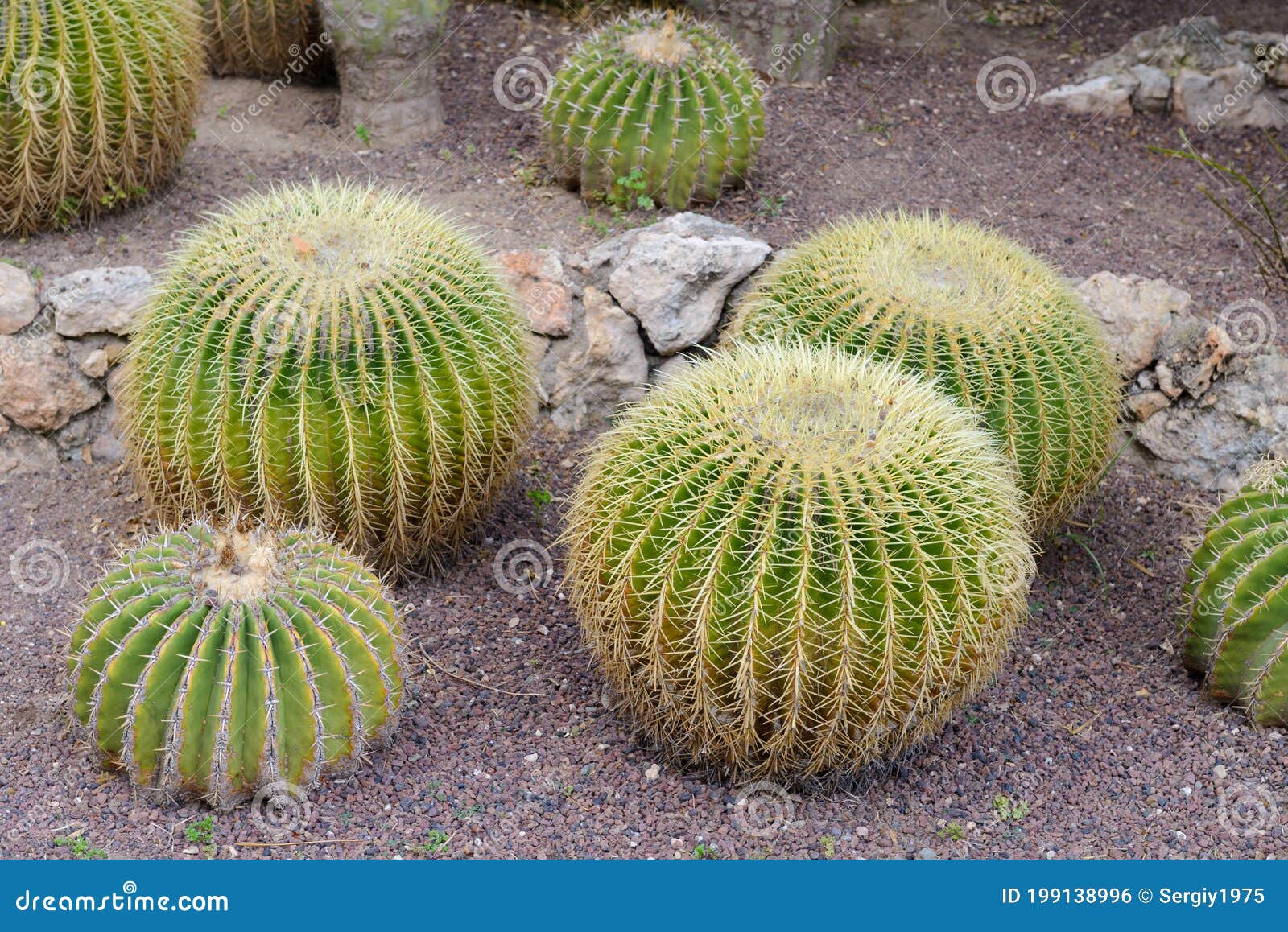 Tropical Round Green Cacti Growing on the Ground Stock Photo - Image of ...