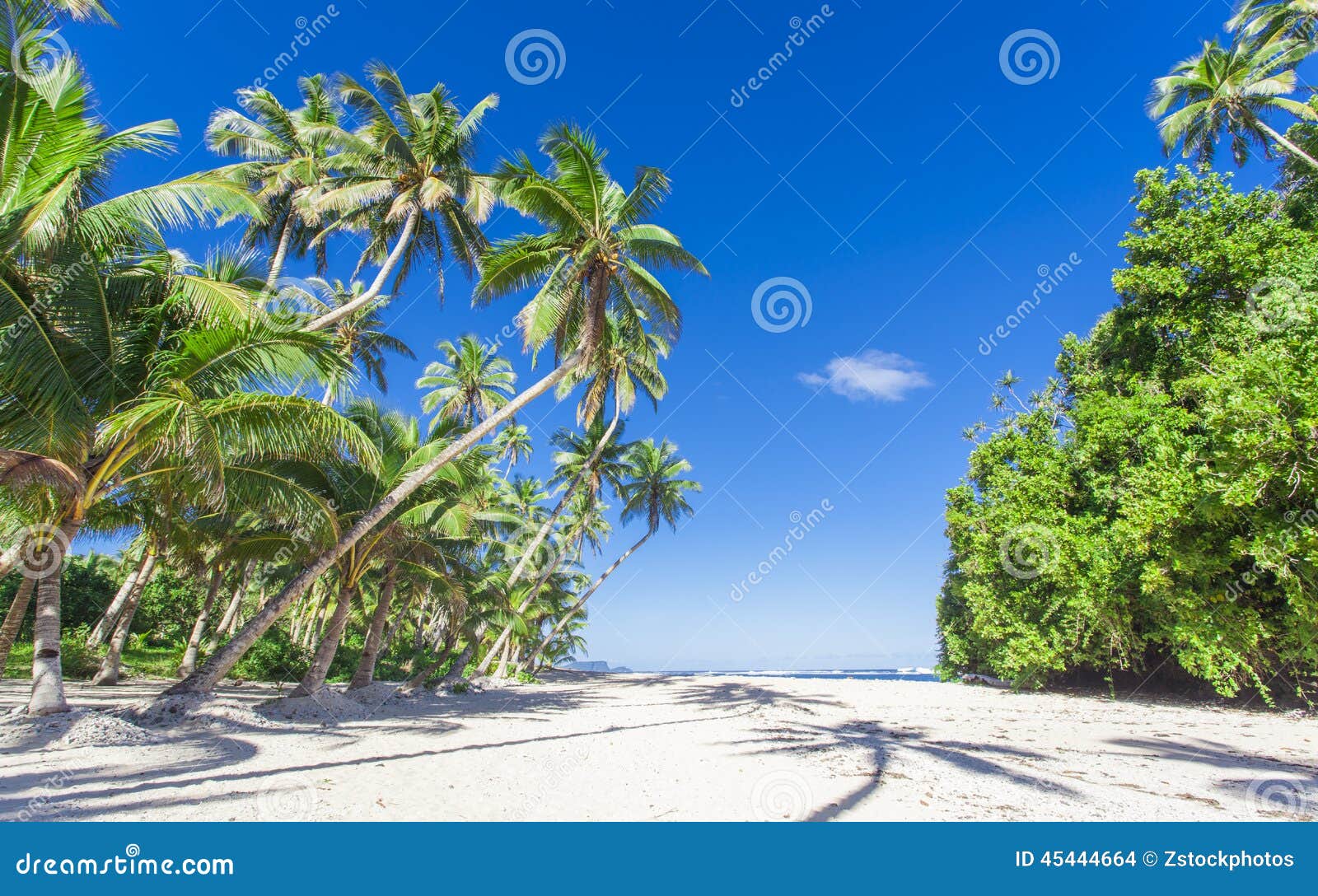 Tropical Samoa stock photo. Image of palm, tree, outdoors - 45444664