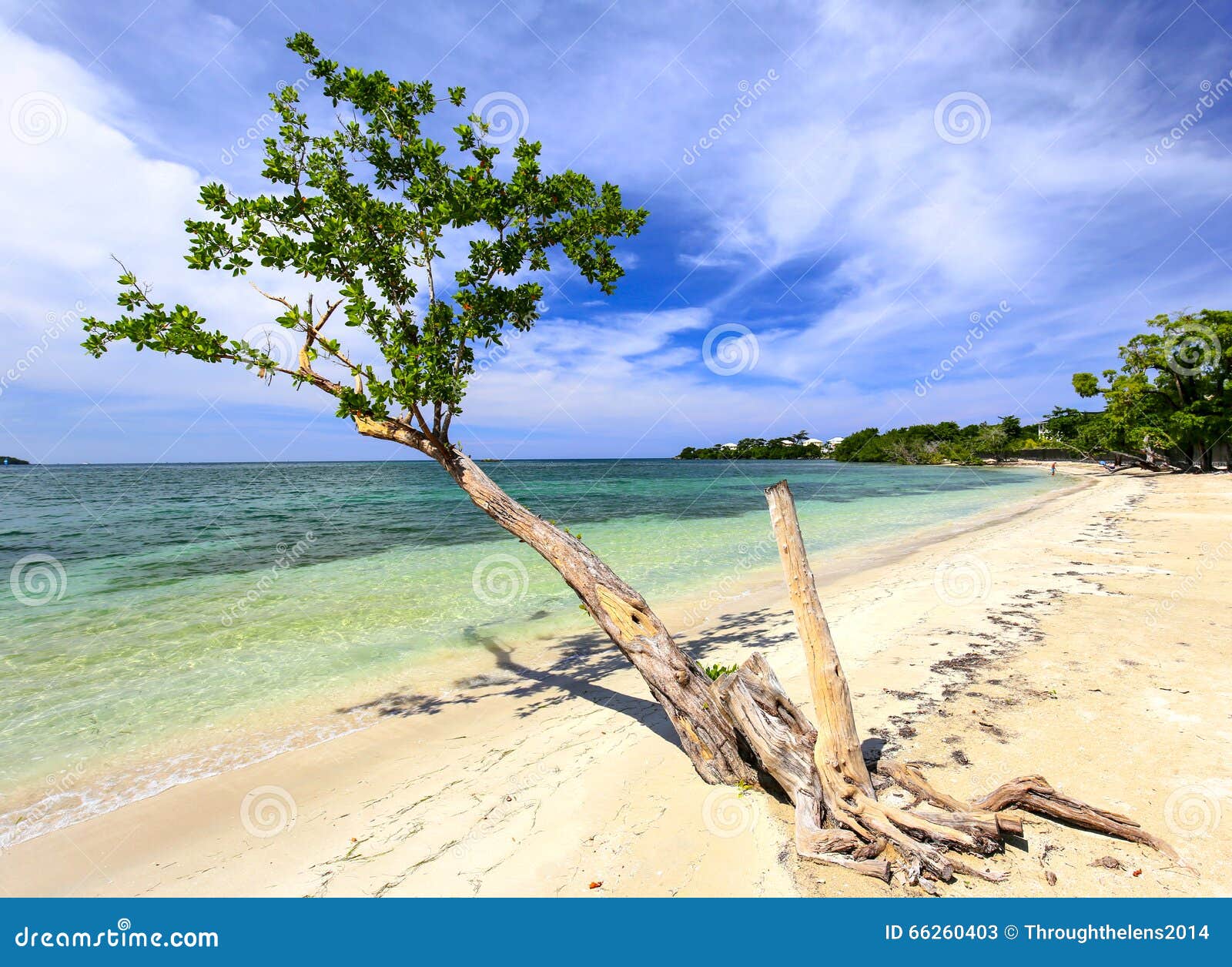 Tropical Sand Beach with Tree at the Caribbean Stock Image - Image of ...