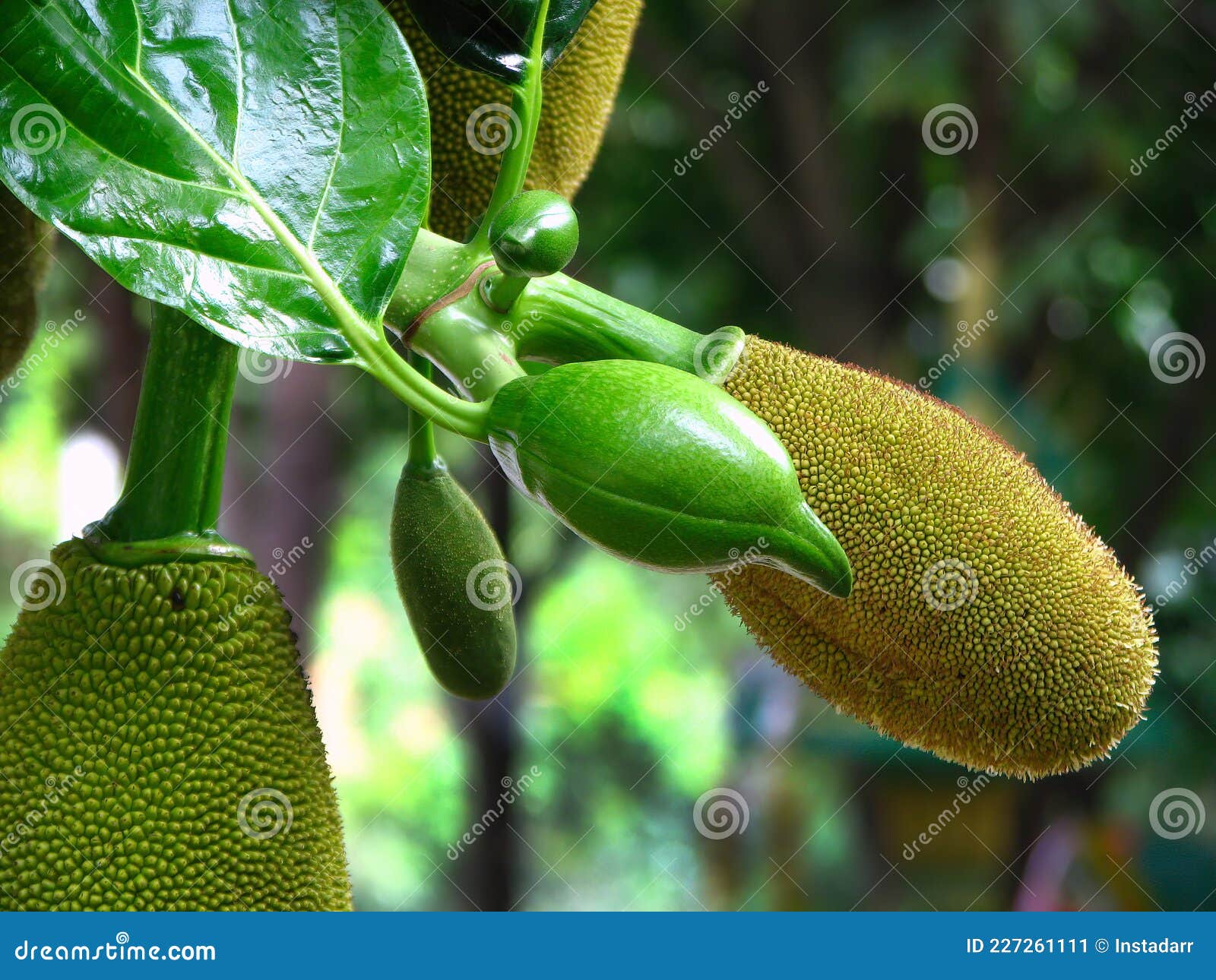 Tropical Sapling Young Green Jackfruits Hanging on the Trees Stock ...