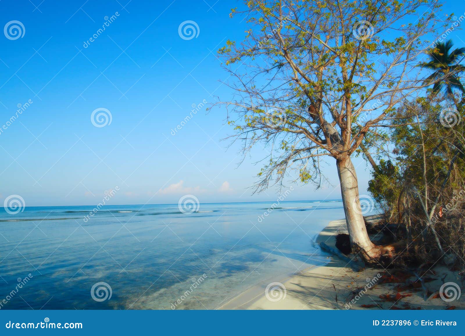 Tropical Scene Picture. Image: 2237896