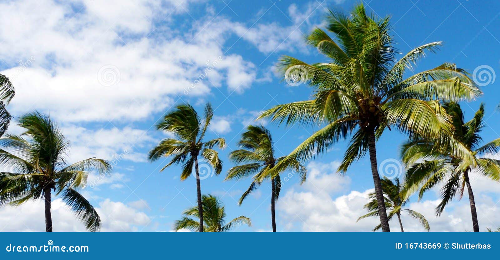 Tropical Scene with Palm Trees Stock Image - Image of hawaiian ...
