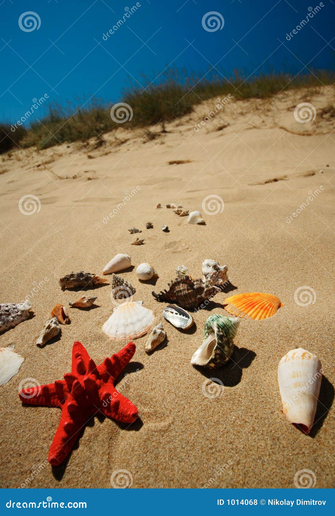 Tropical Scenery with Shell Stock Photo - Image of beach, periwinkle ...
