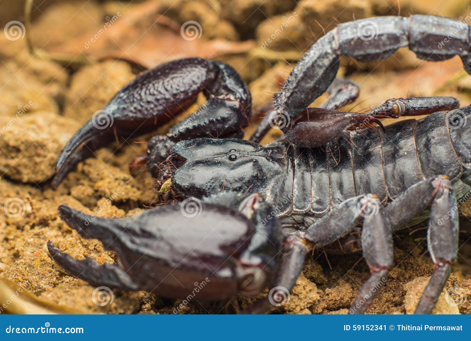 Tropical Scorpion in Thailand Stock Image - Image of farm, scary: 59152341