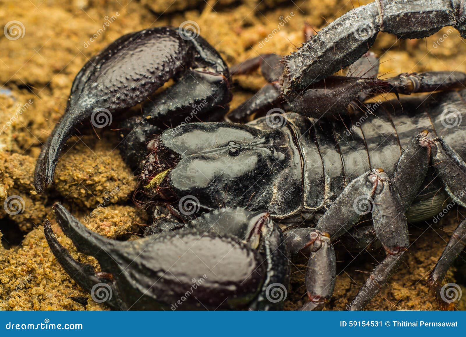 Tropical Scorpion in Thailand Stock Image - Image of scorpion ...