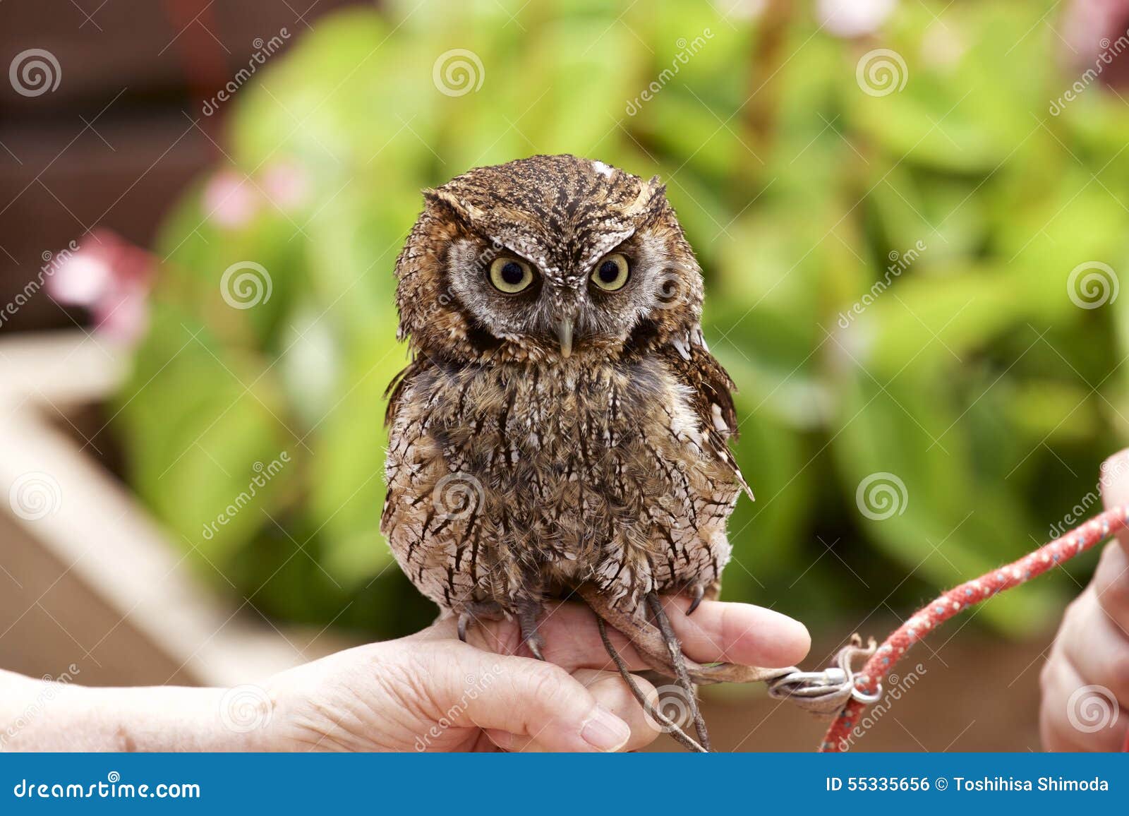 Tropical Screech Owl stock photo. Image of ears, beauty - 55335656