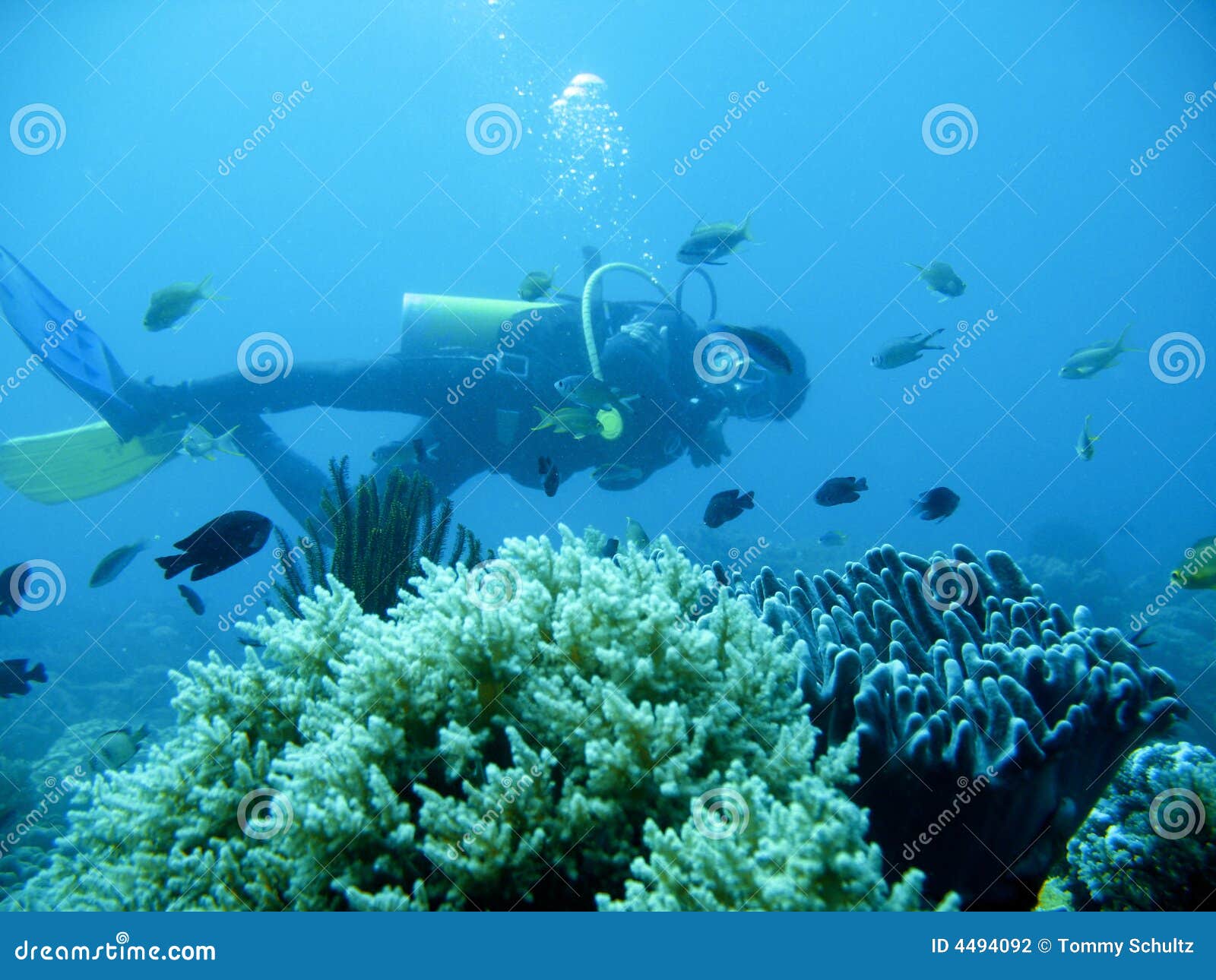 Tropical Scuba Diving Adventure Stock Photo - Image of caribbean, float ...