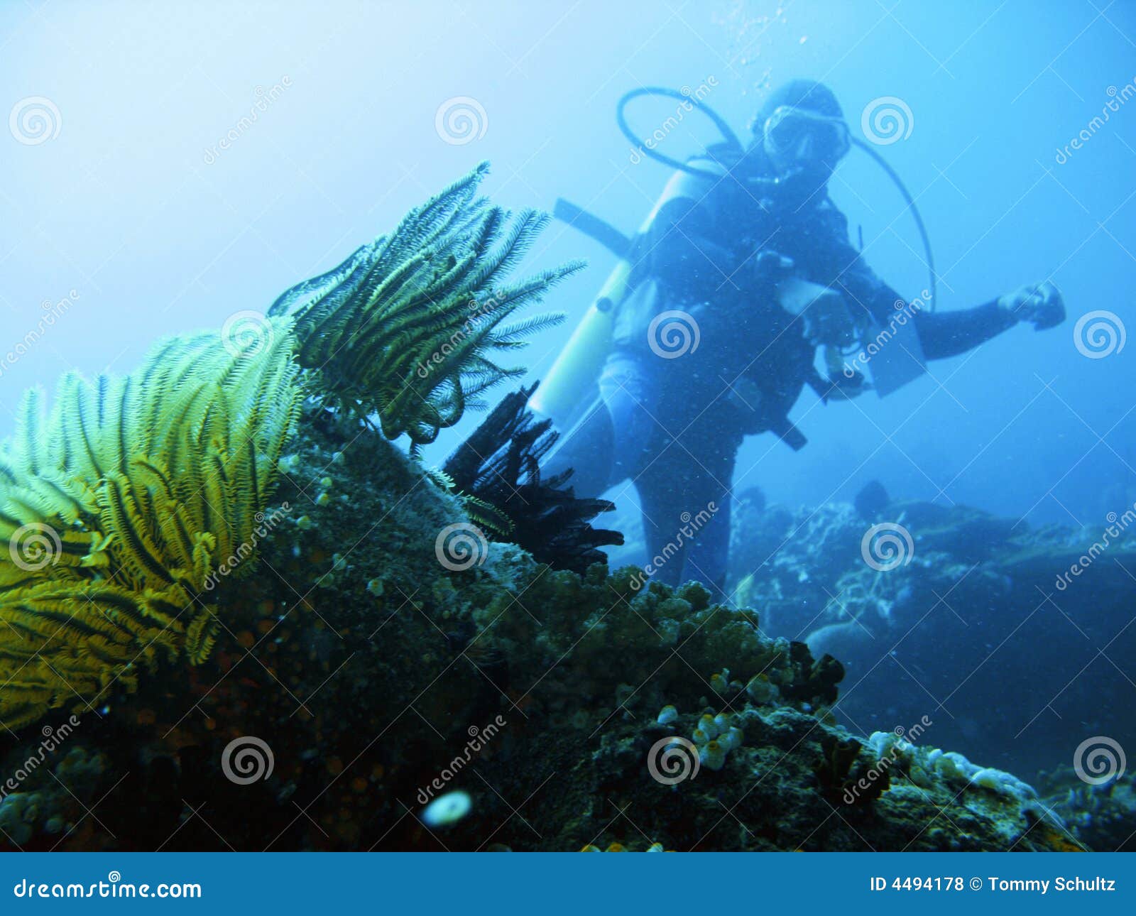Tropical Scuba Diving Adventure Stock Photo - Image of education ...