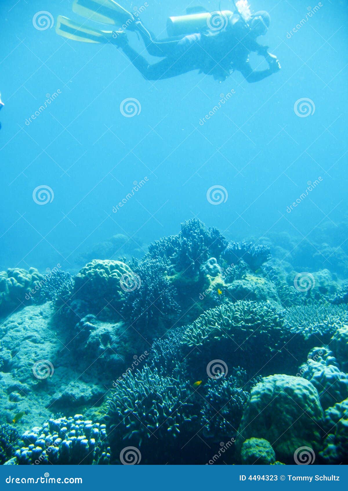 Tropical Scuba Diving Adventure Stock Image - Image of aquatic ...