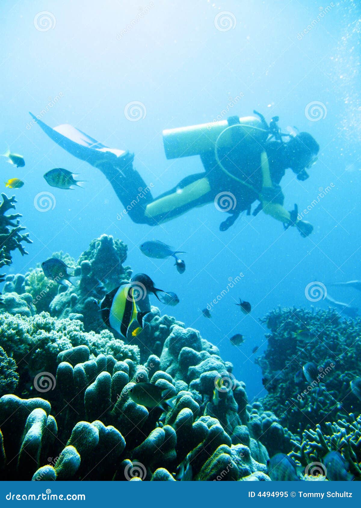 Tropical Scuba Diving Adventure Stock Image - Image of anemone, diving ...