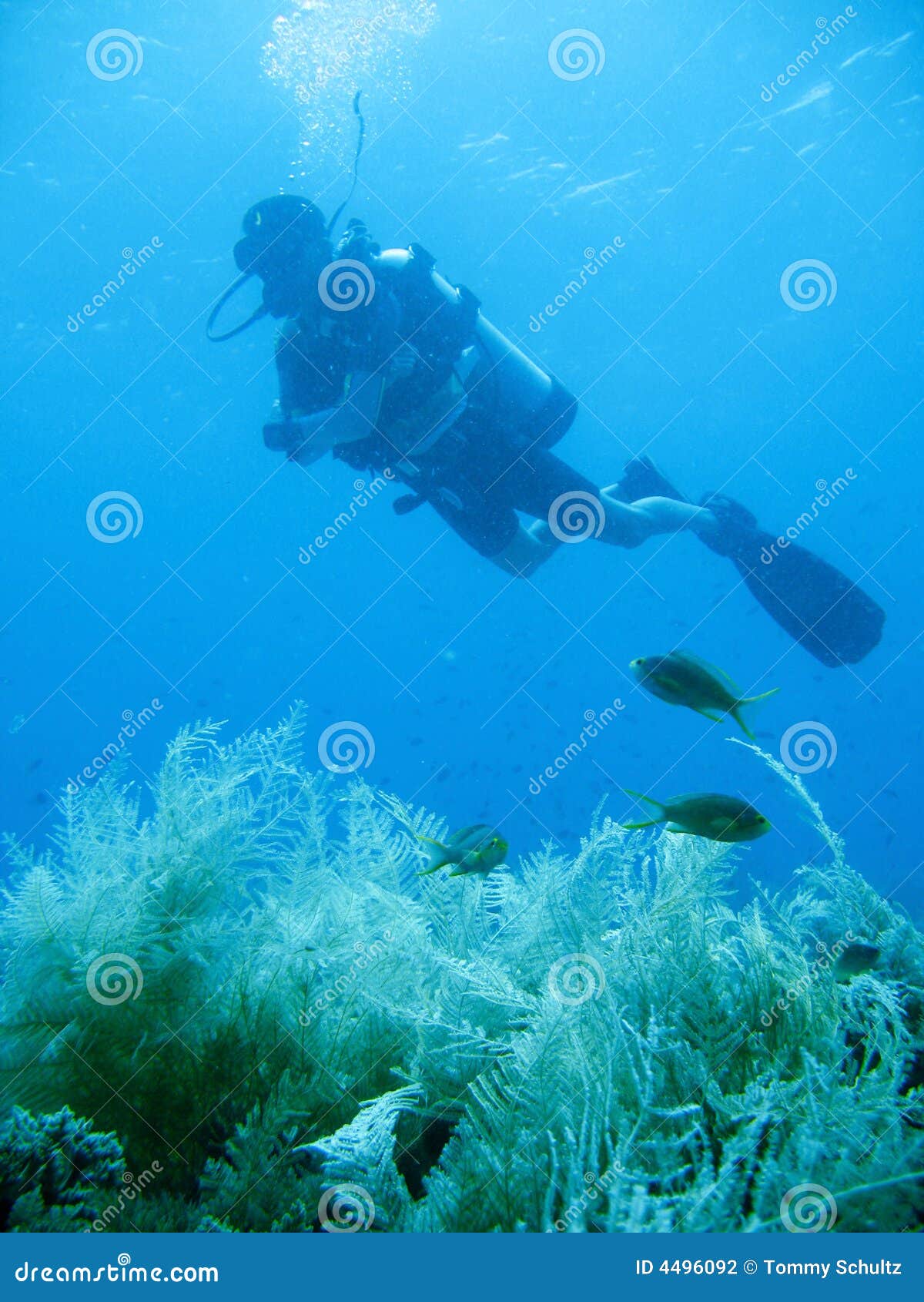 Tropical Scuba Diving Adventure Stock Photo - Image of class, education ...