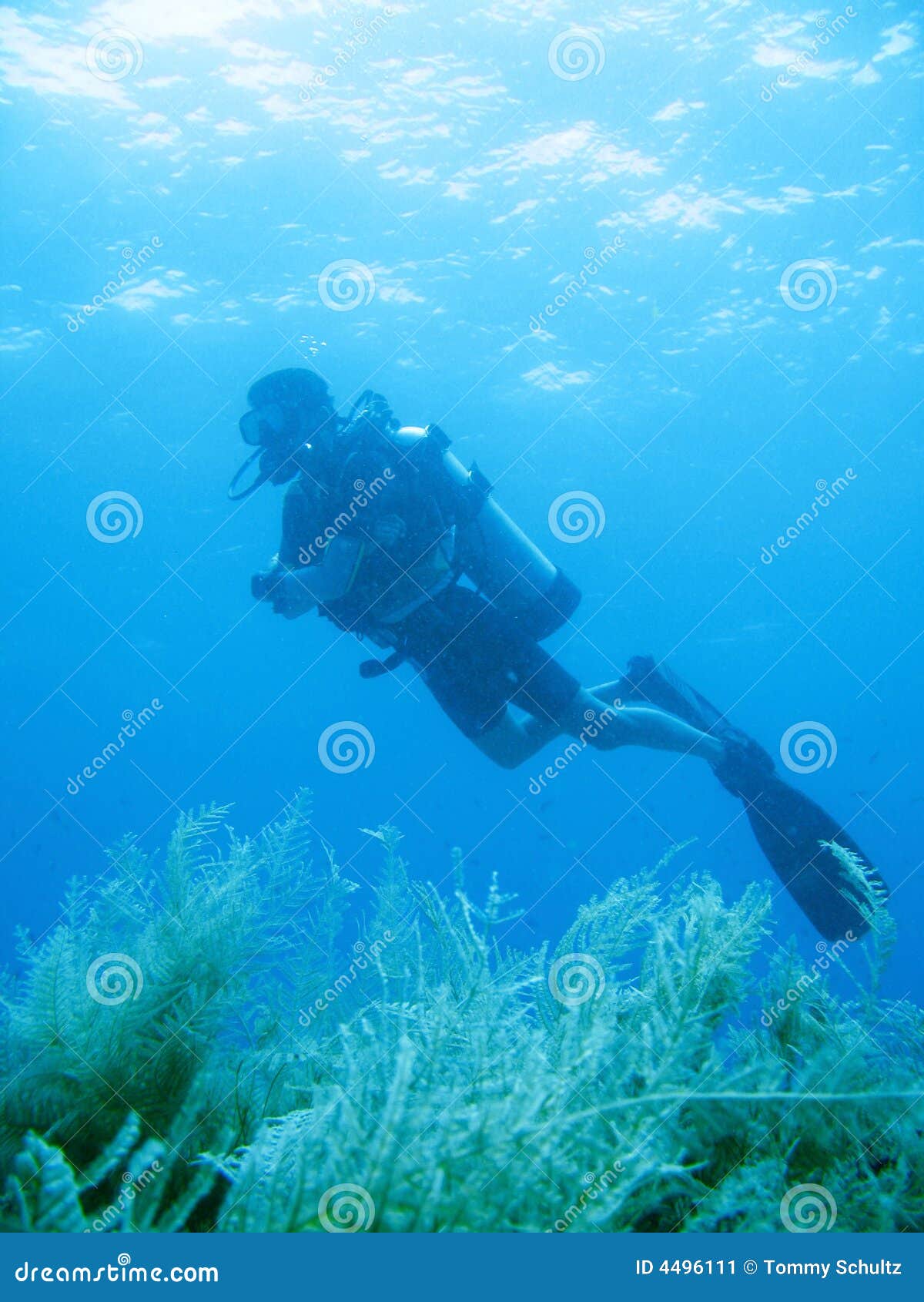 Tropical Scuba Diving Adventure Stock Image - Image of discovery ...