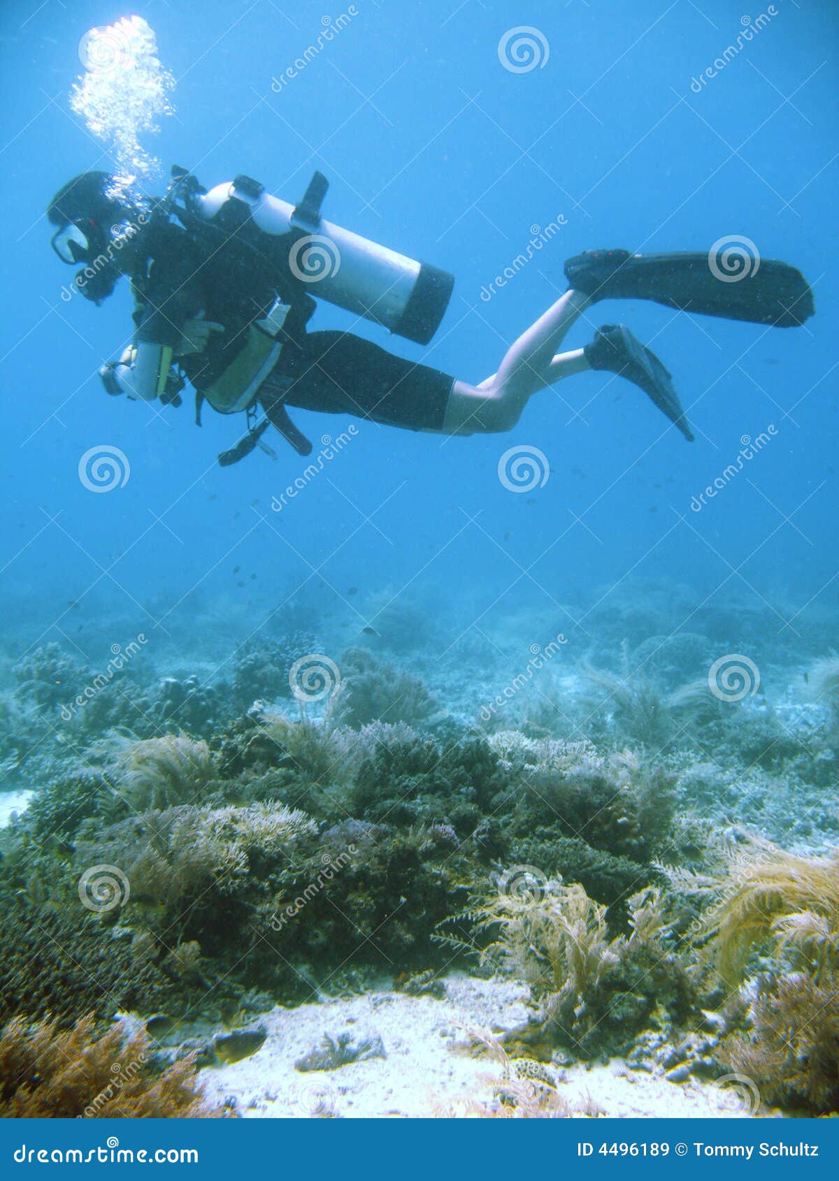 Tropical Scuba Diving Adventure Stock Image - Image of fish, discover ...