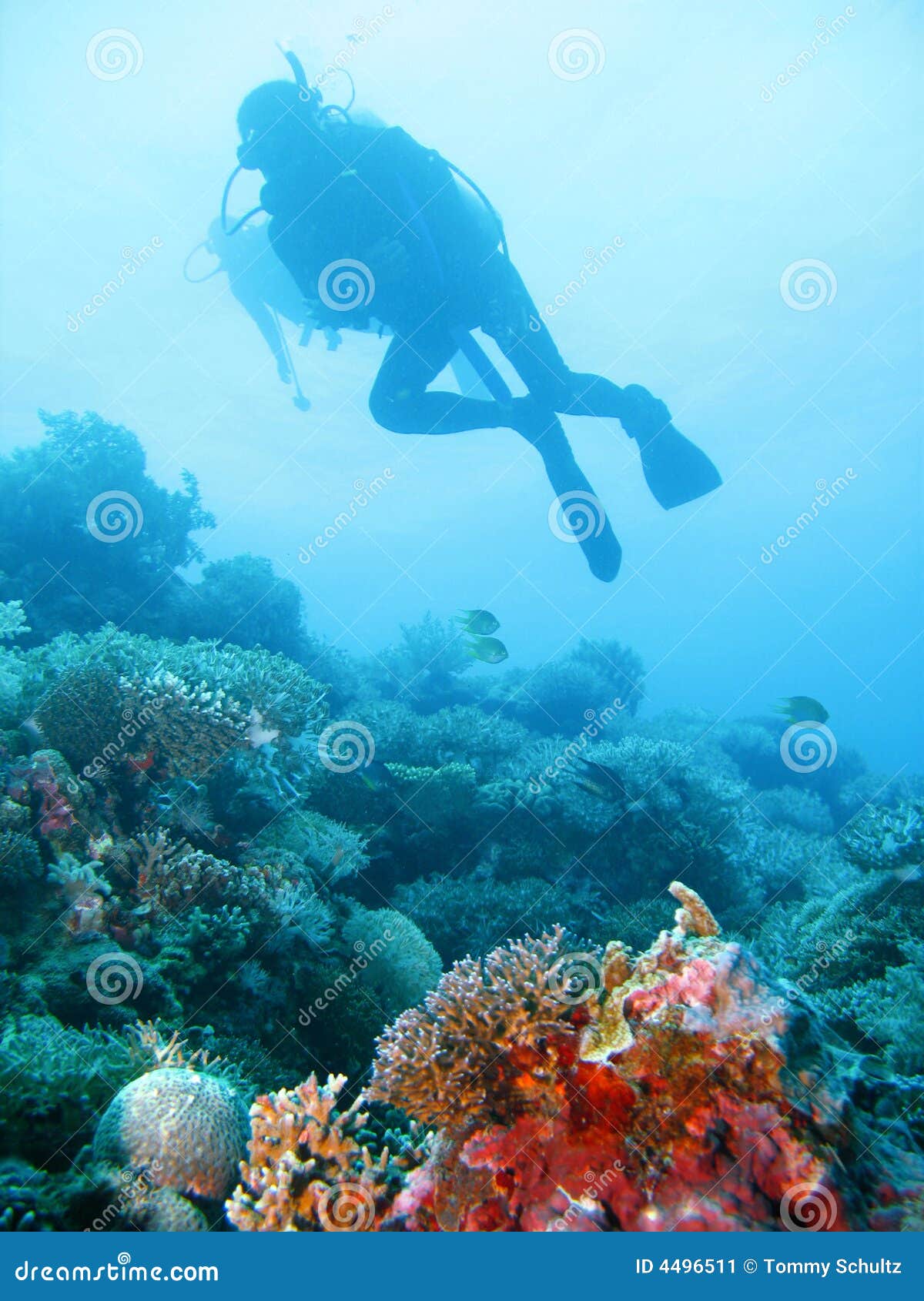 Tropical Scuba Diving Adventure Stock Image - Image of caribean ...