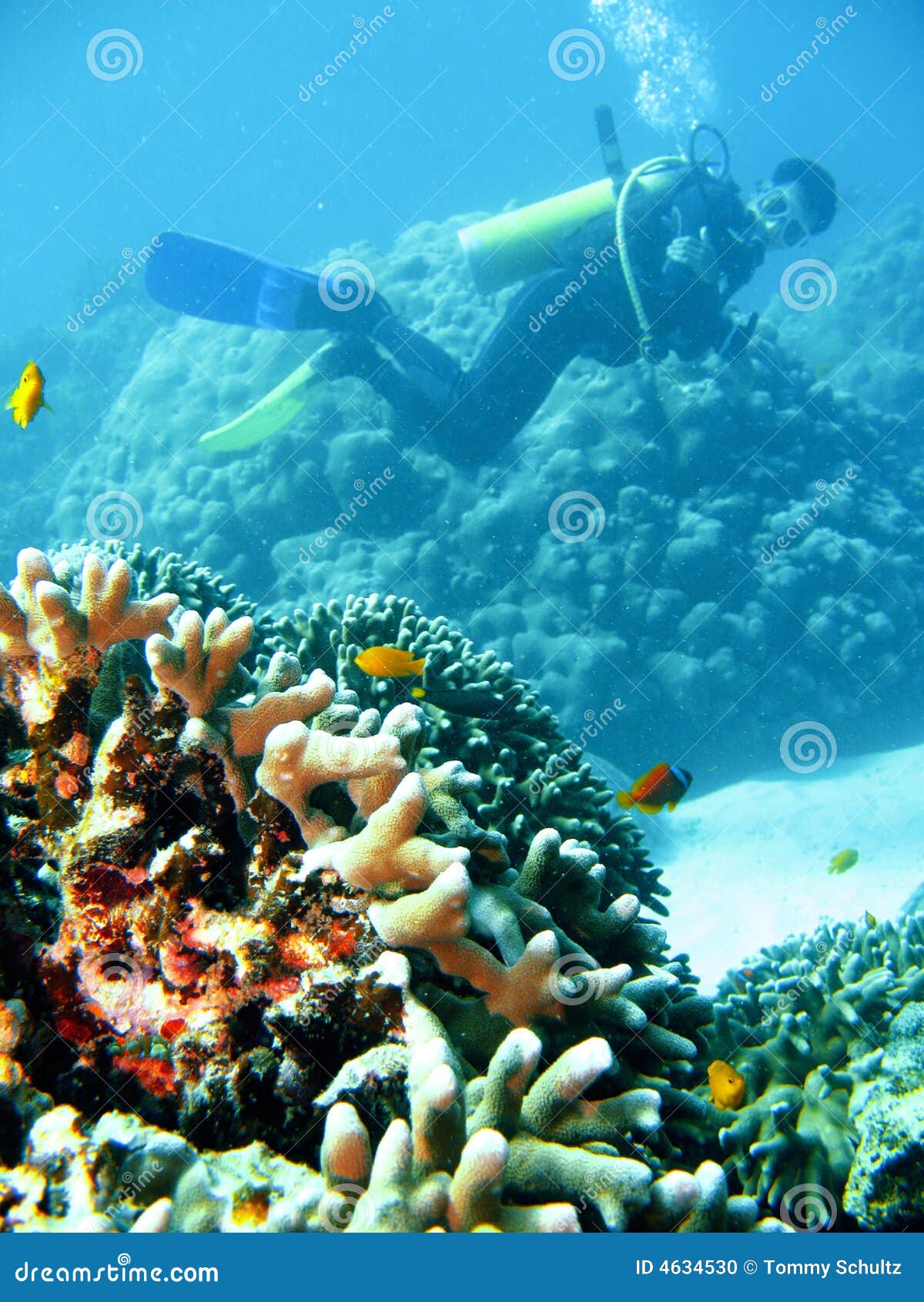 Tropical Scuba Diving Adventure Stock Photo - Image of breathe, clear ...