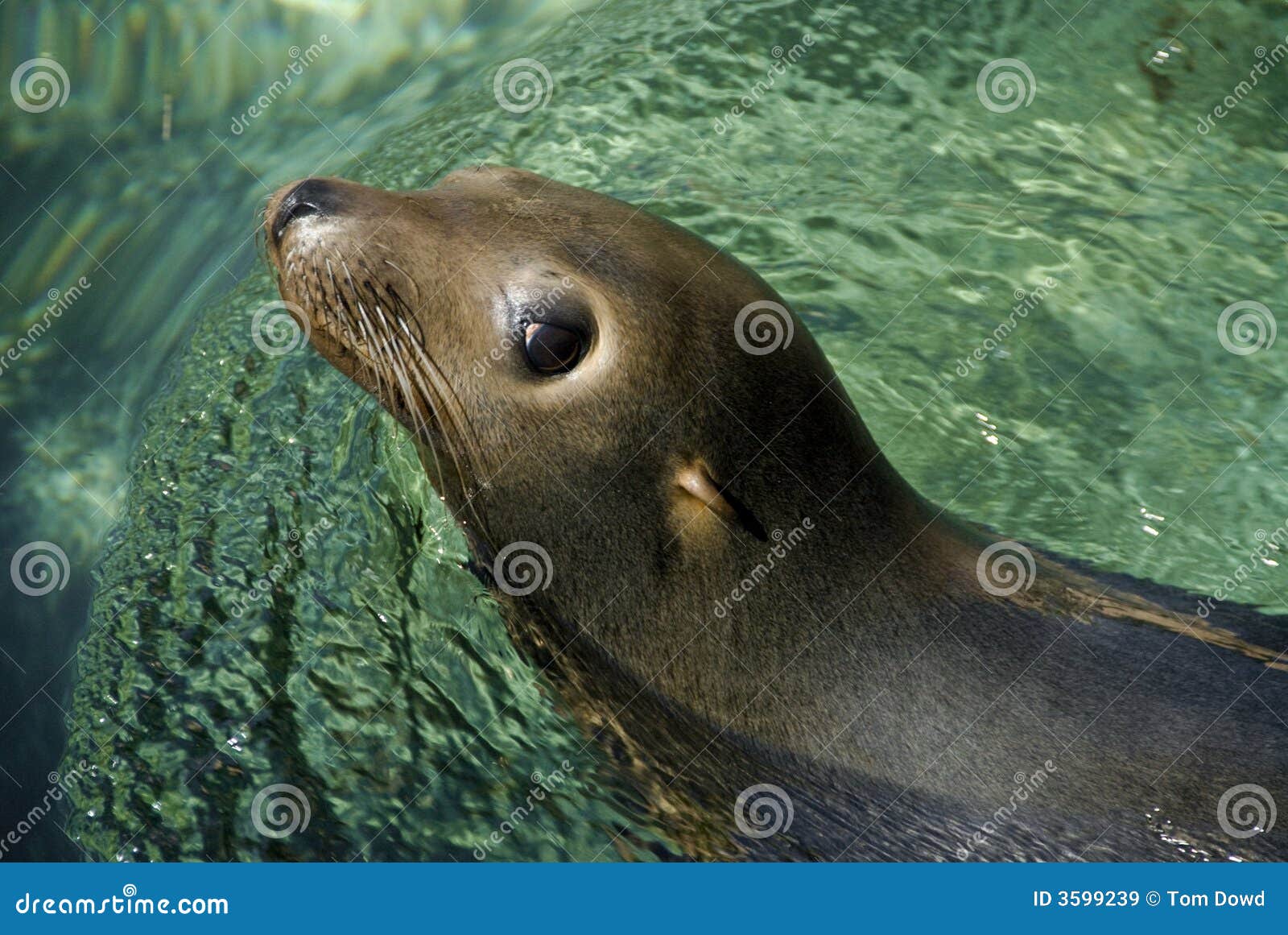Tropical Sea Lion Seal stock image. Image of looking, wild - 3599239