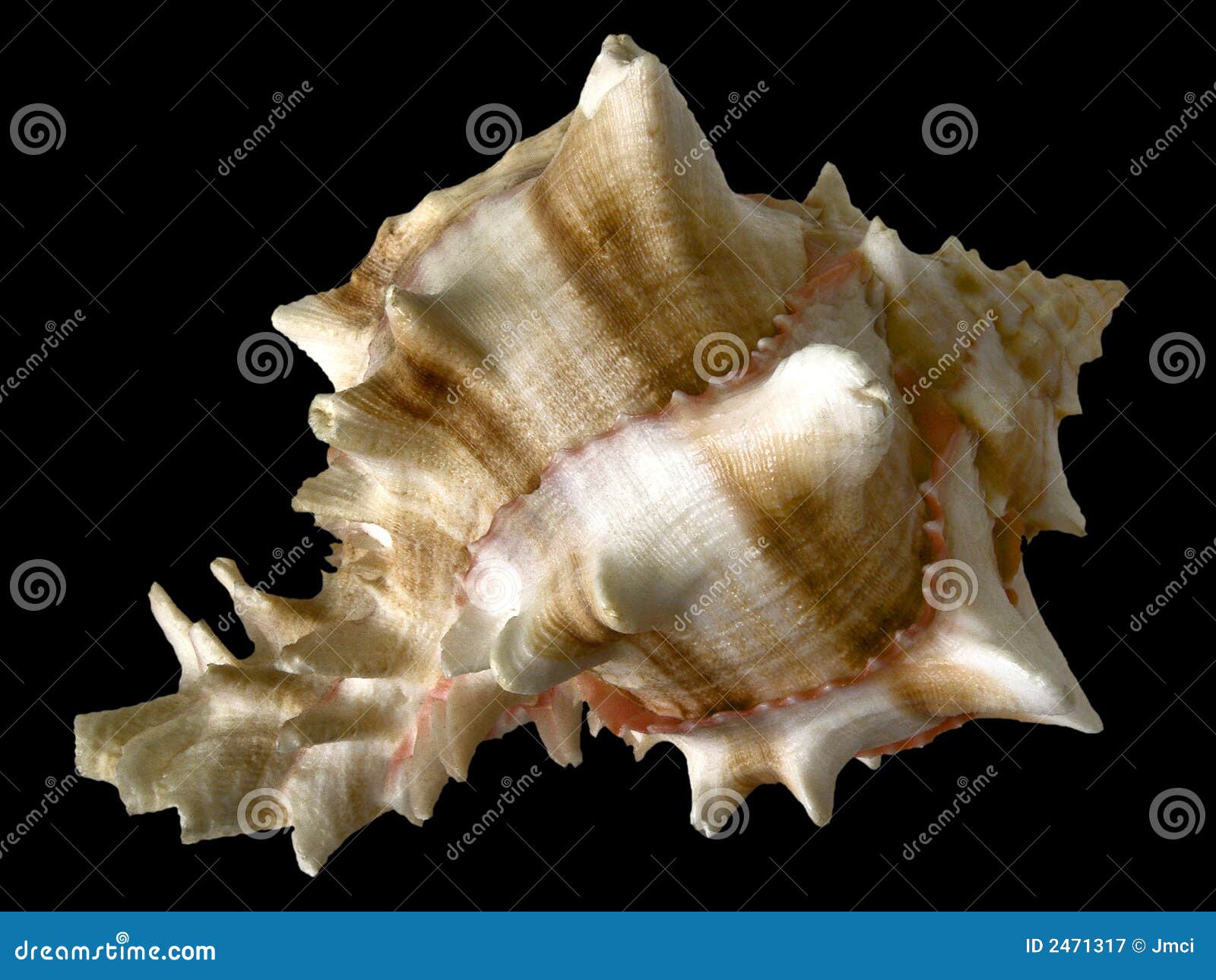 Tropical sea shell stock image. Image of underwater, beach - 2471317
