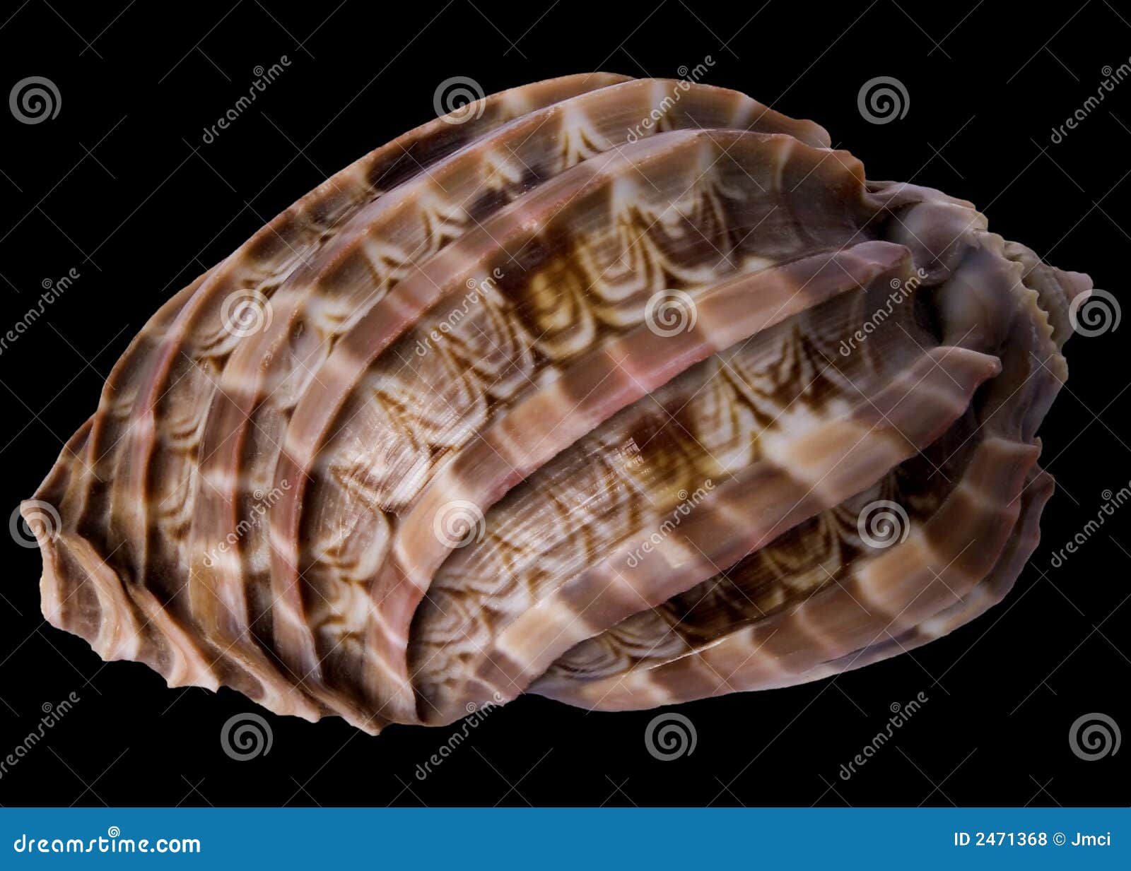 Tropical sea shell stock photo. Image of shell, natural - 2471368