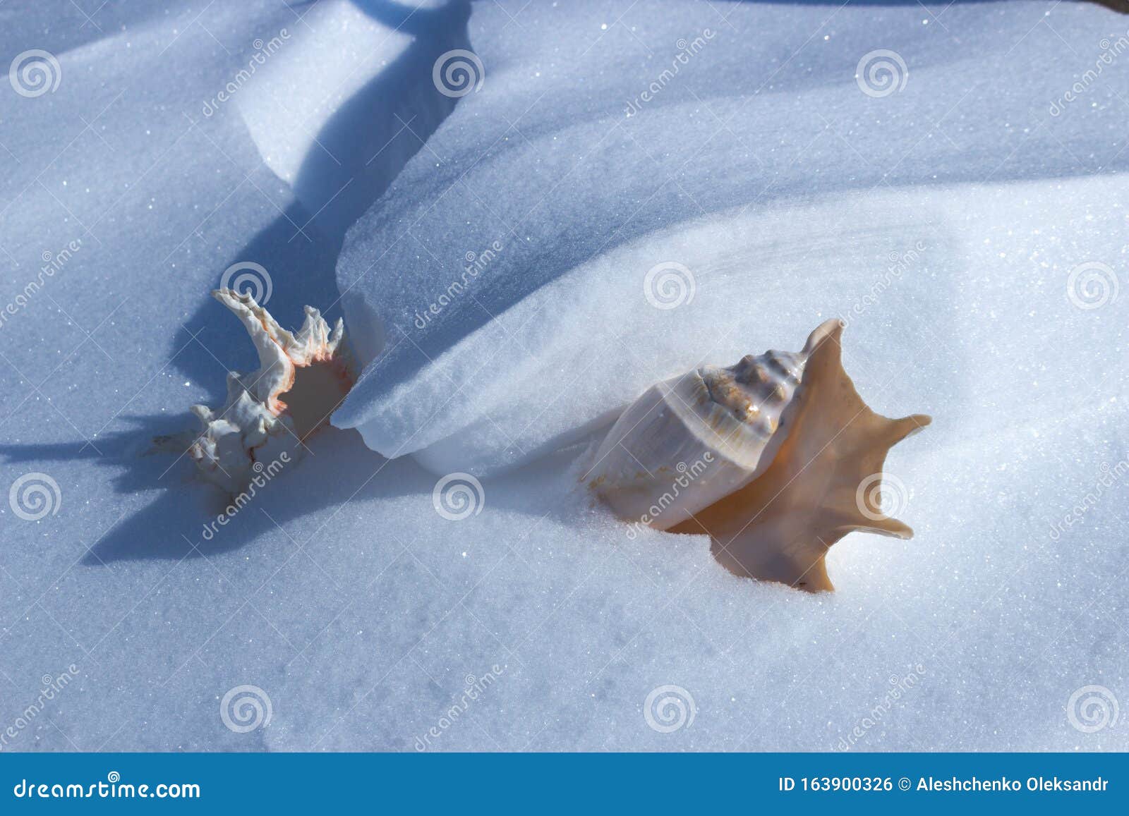 Tropical Sea Shell Covered with Snow. Stock Photo - Image of texture ...