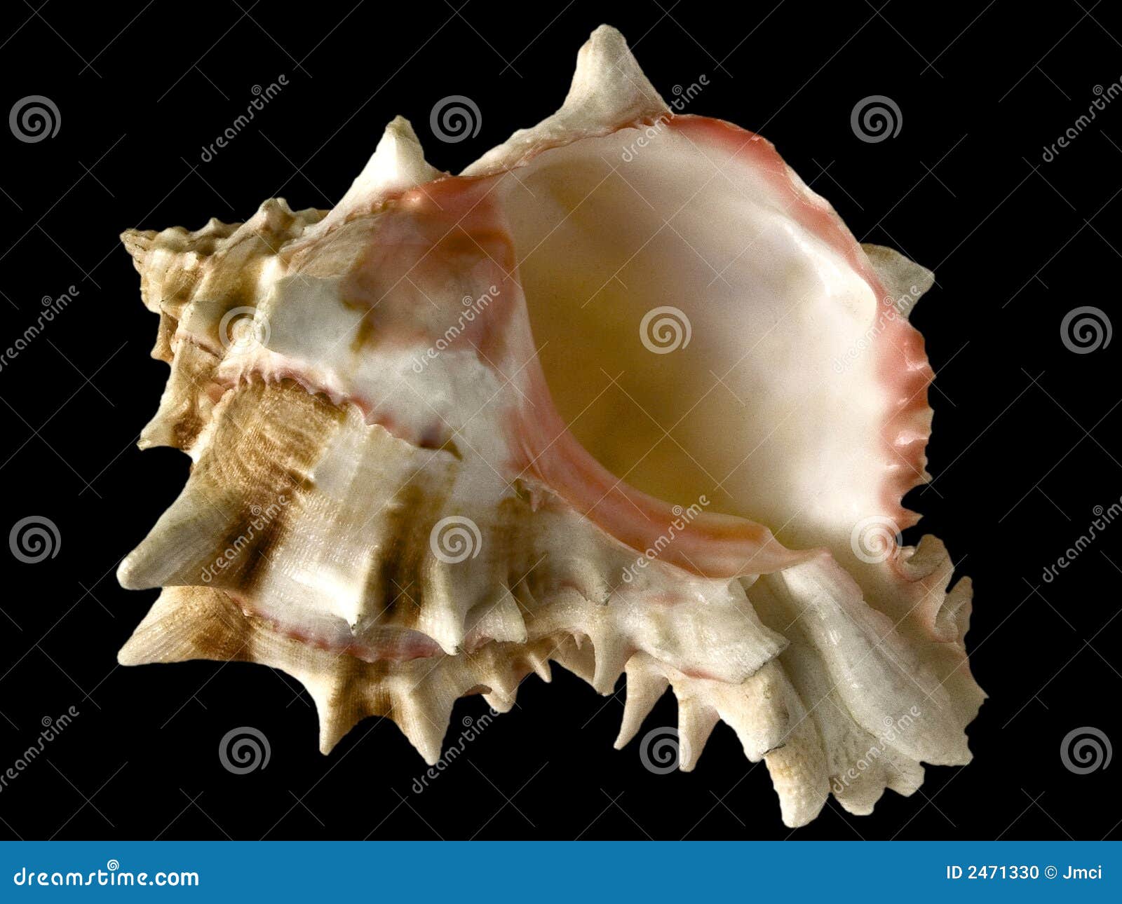 Tropical sea shell Murex stock photo. Image of object - 2471330