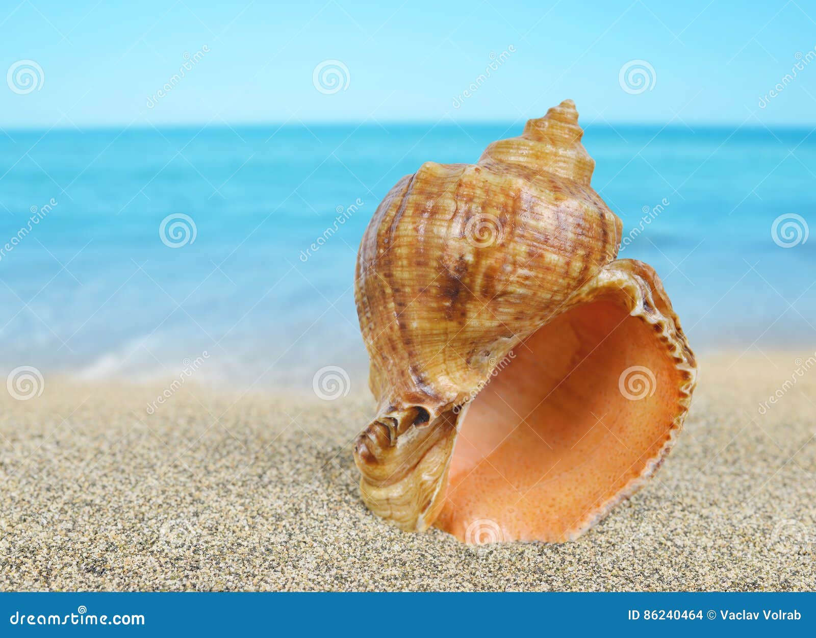 Tropical sea shell stock photo. Image of outdoor, coast - 86240464