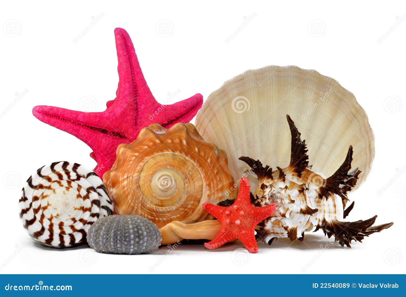 Tropical sea shells stock image. Image of clams, hobby - 22540089