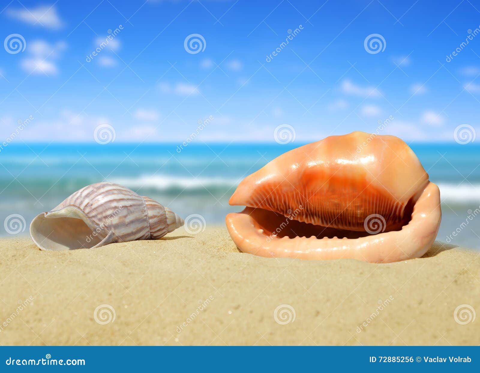 Tropical sea shells stock photo. Image of clear, sand - 72885256