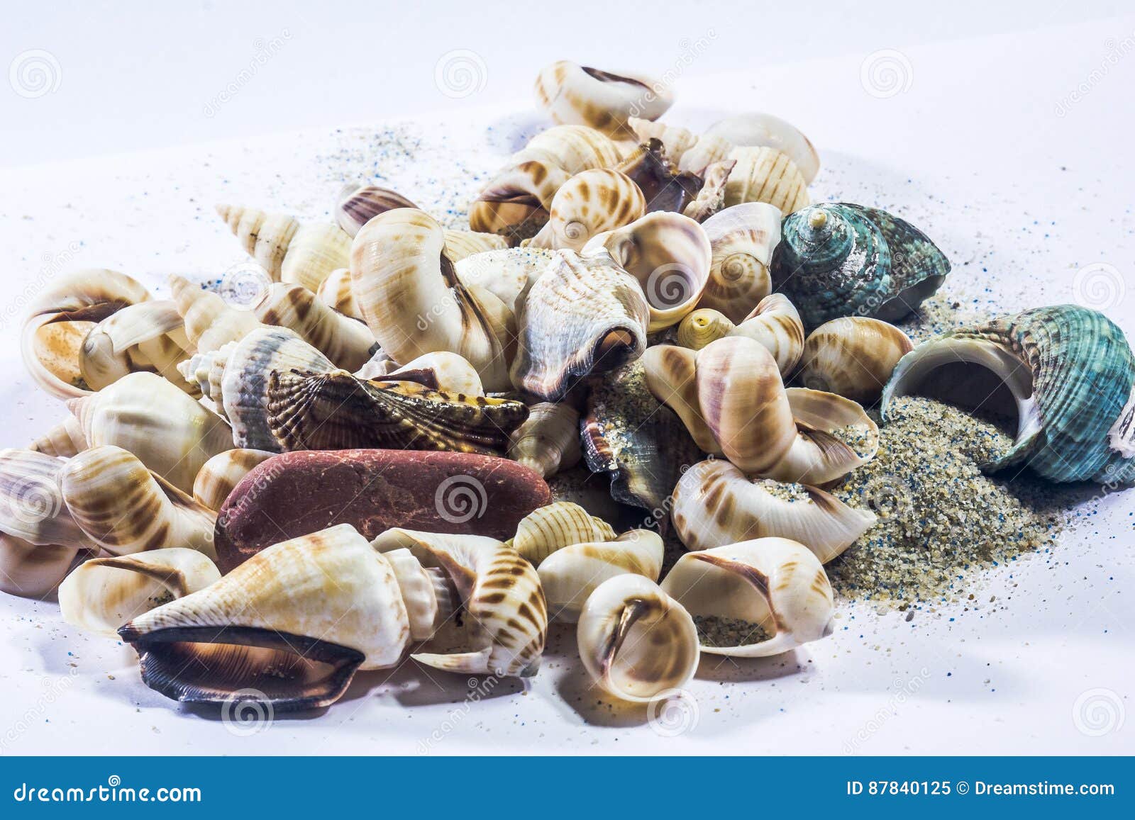Tropical sea shells stock image. Image of tropical, combination - 87840125