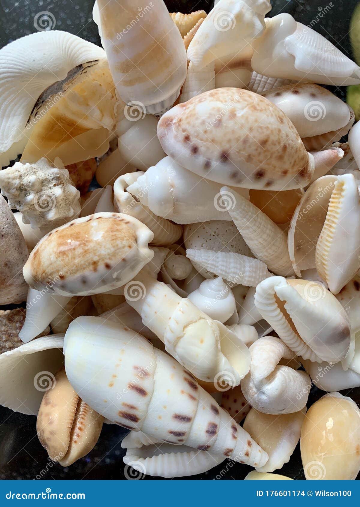 Collection of shells stock photo. Image of holiday, long - 176601174