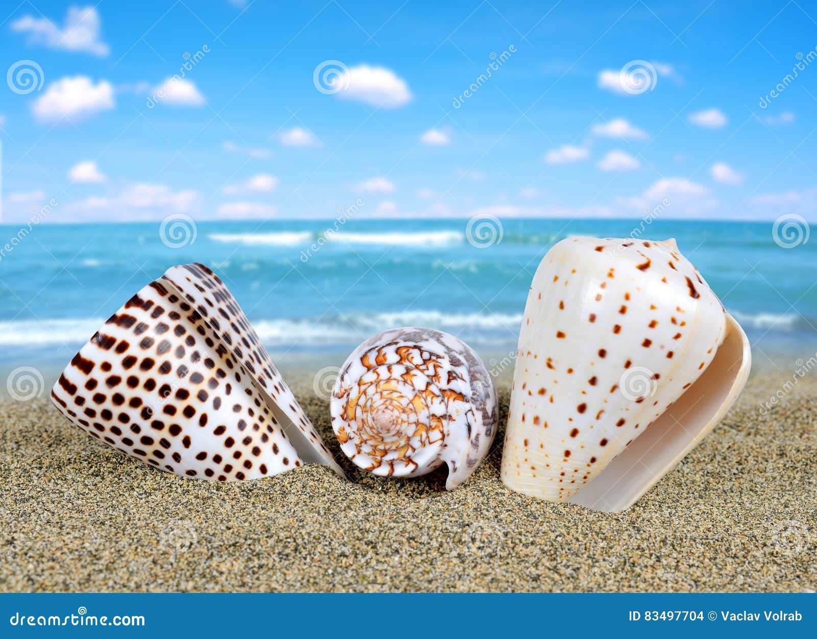 Tropical sea shells stock photo. Image of gulf, seashore - 83497704