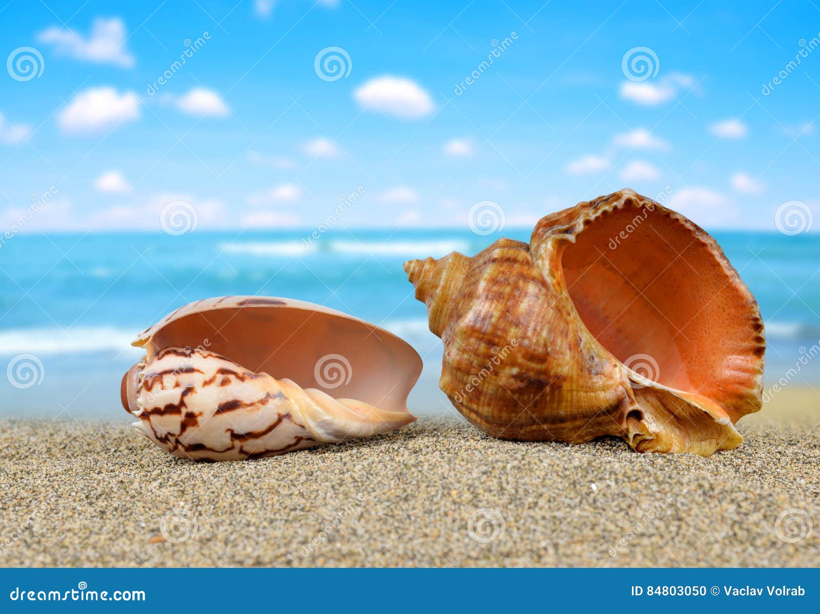 Tropical sea shells stock photo. Image of lagoon, beach - 84803050