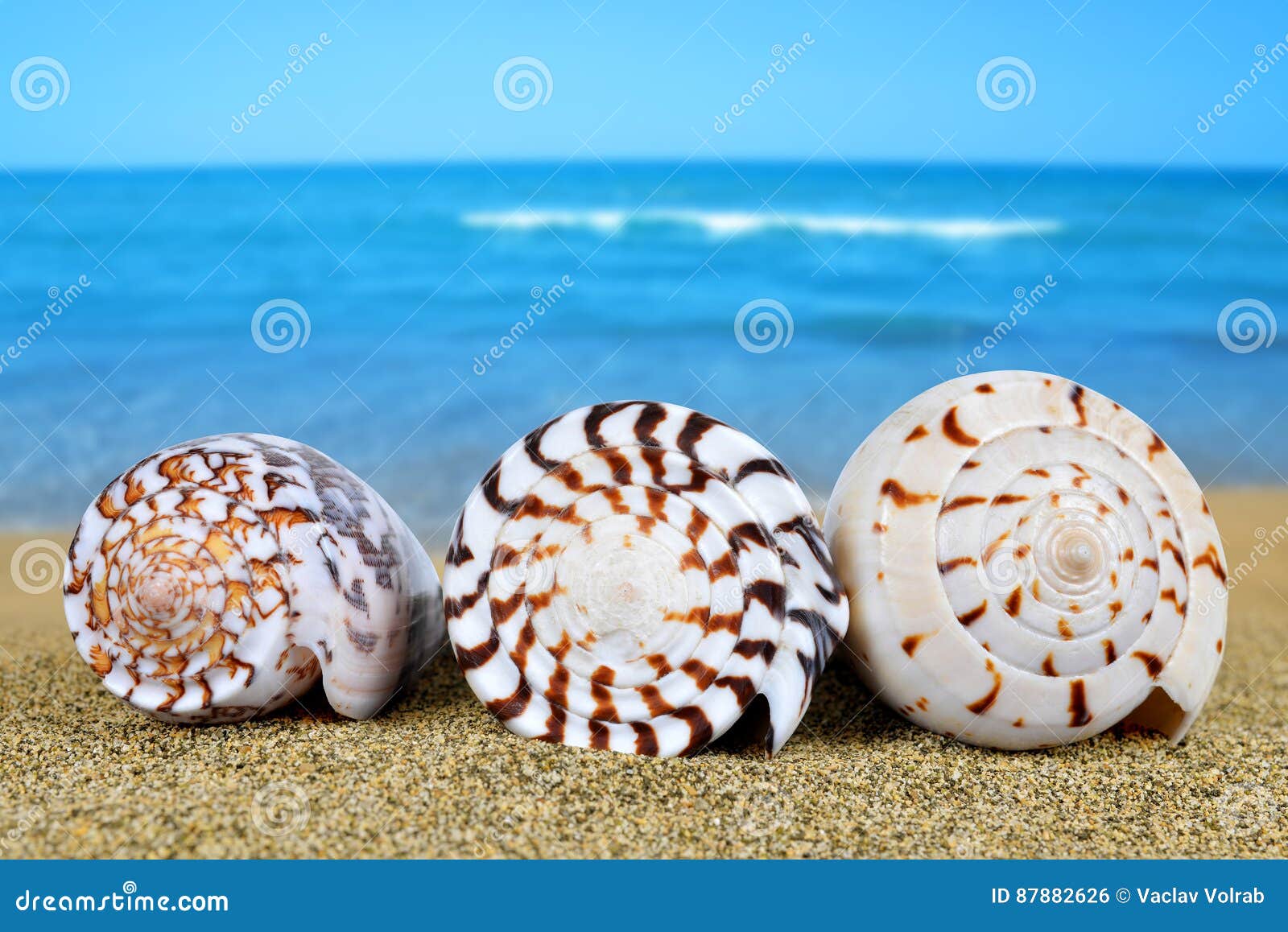 Tropical sea shells stock photo. Image of coast, island - 87882626
