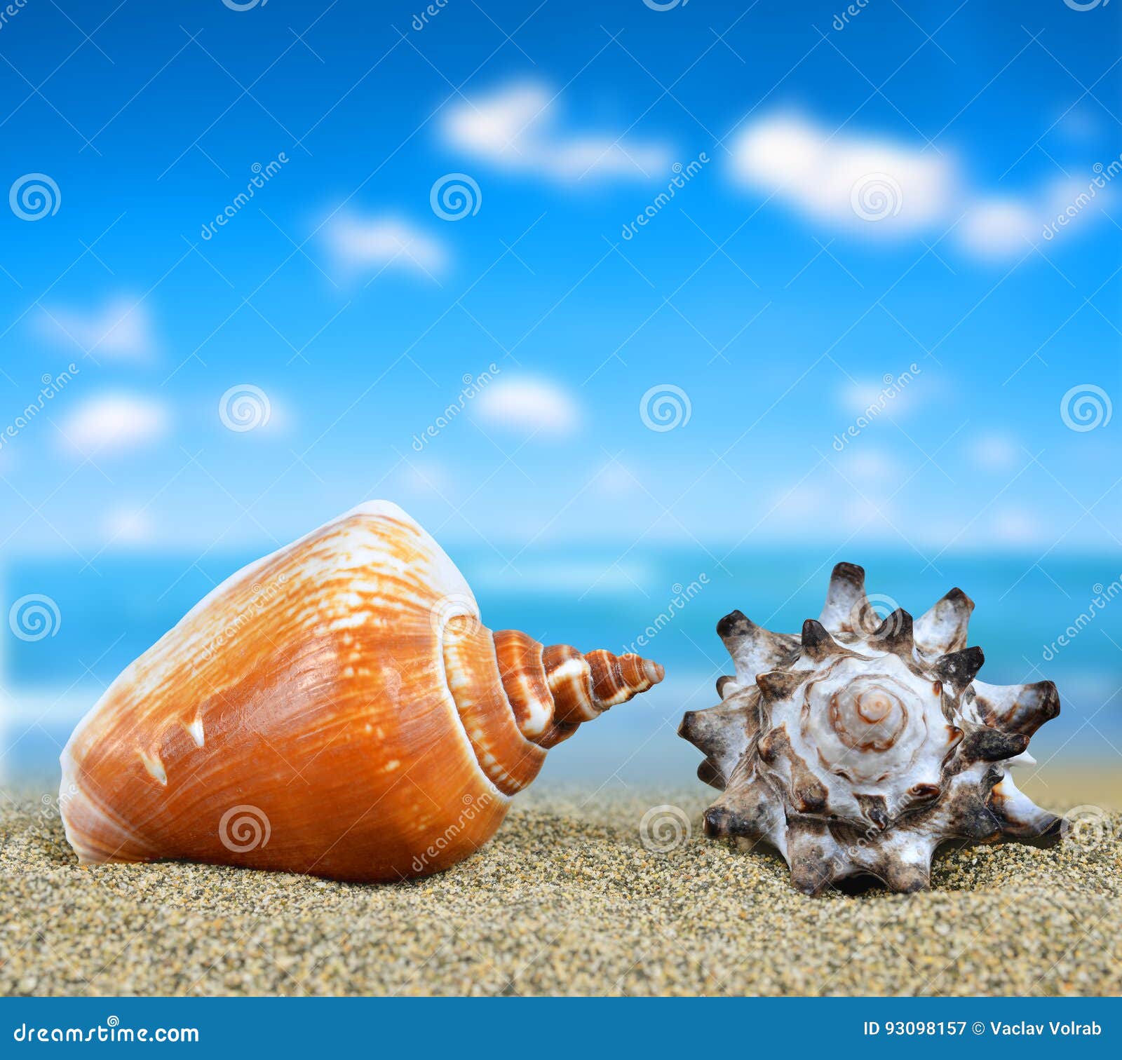 Tropical sea shells stock image. Image of nature, conch - 93098157