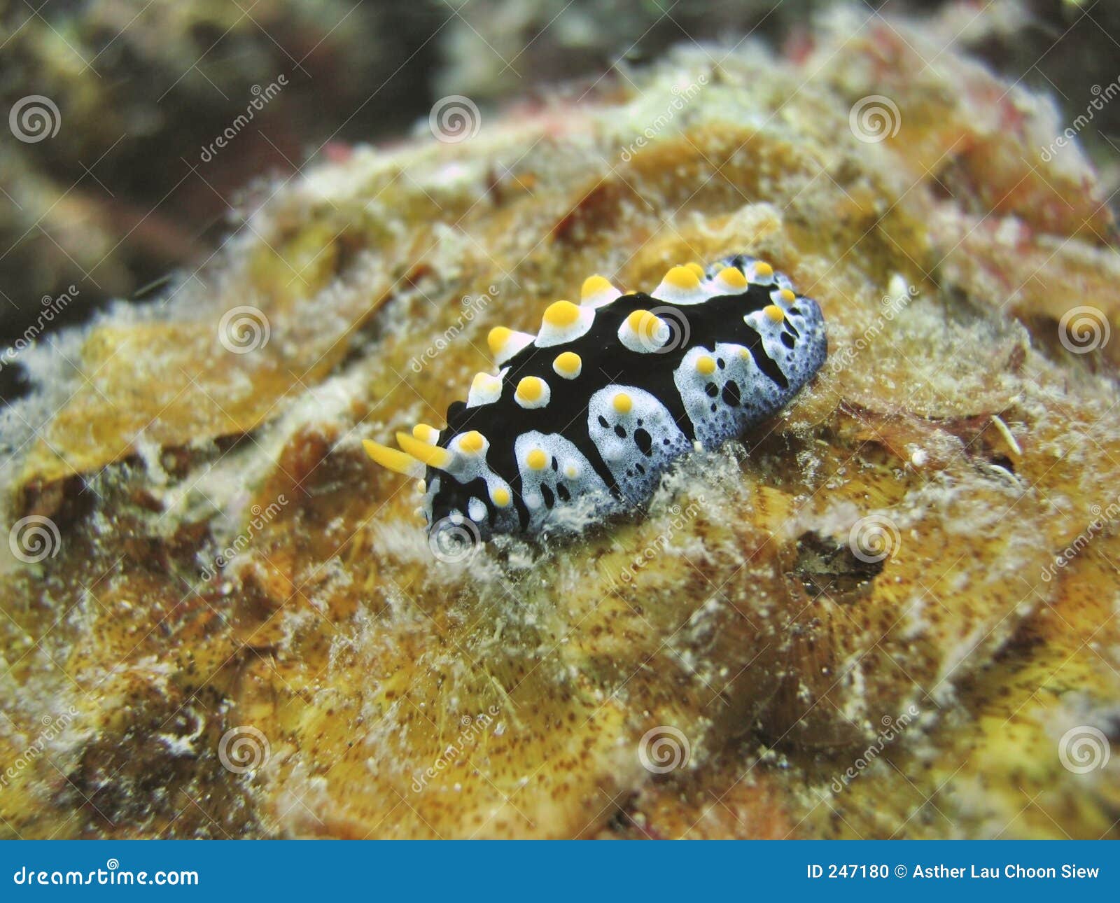 Tropical Sea Slug Stock Photo - Image: 247180