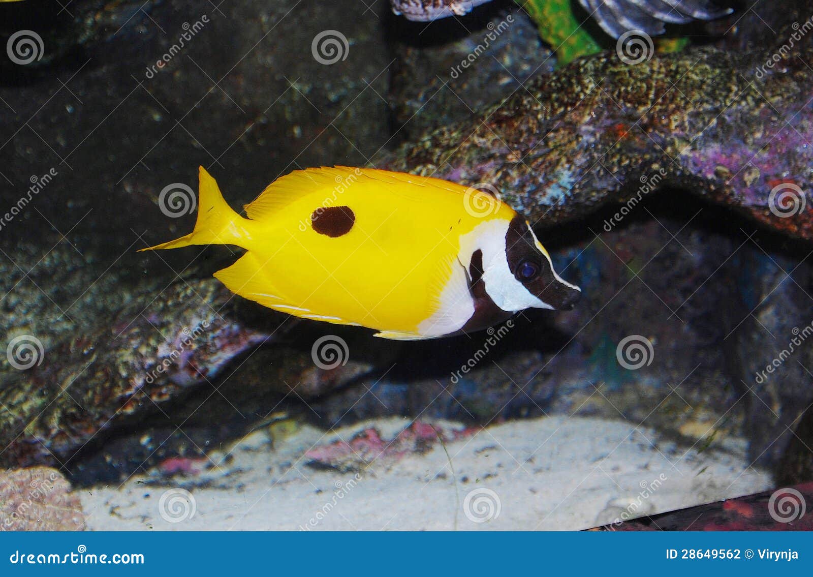 Tropical sea surgeon stock photo. Image of pacific, saltwater - 28649562