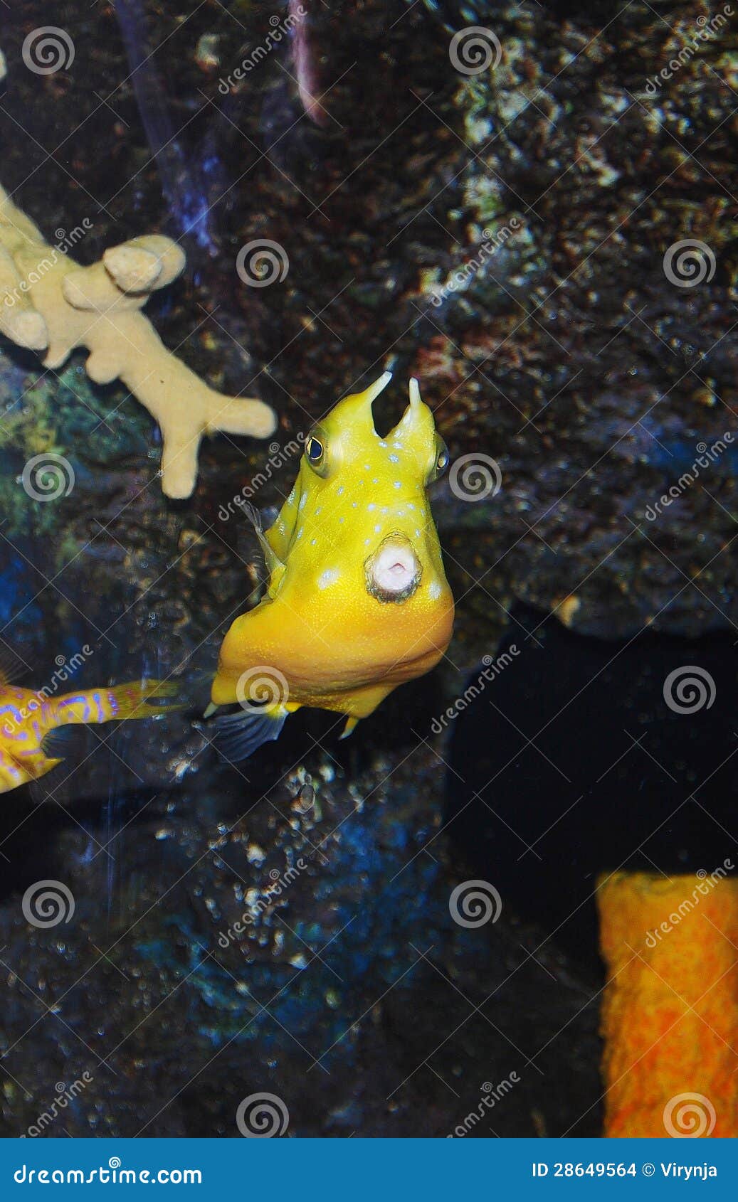 Tropical sea surgeon stock photo. Image of reef, seaside - 28649564