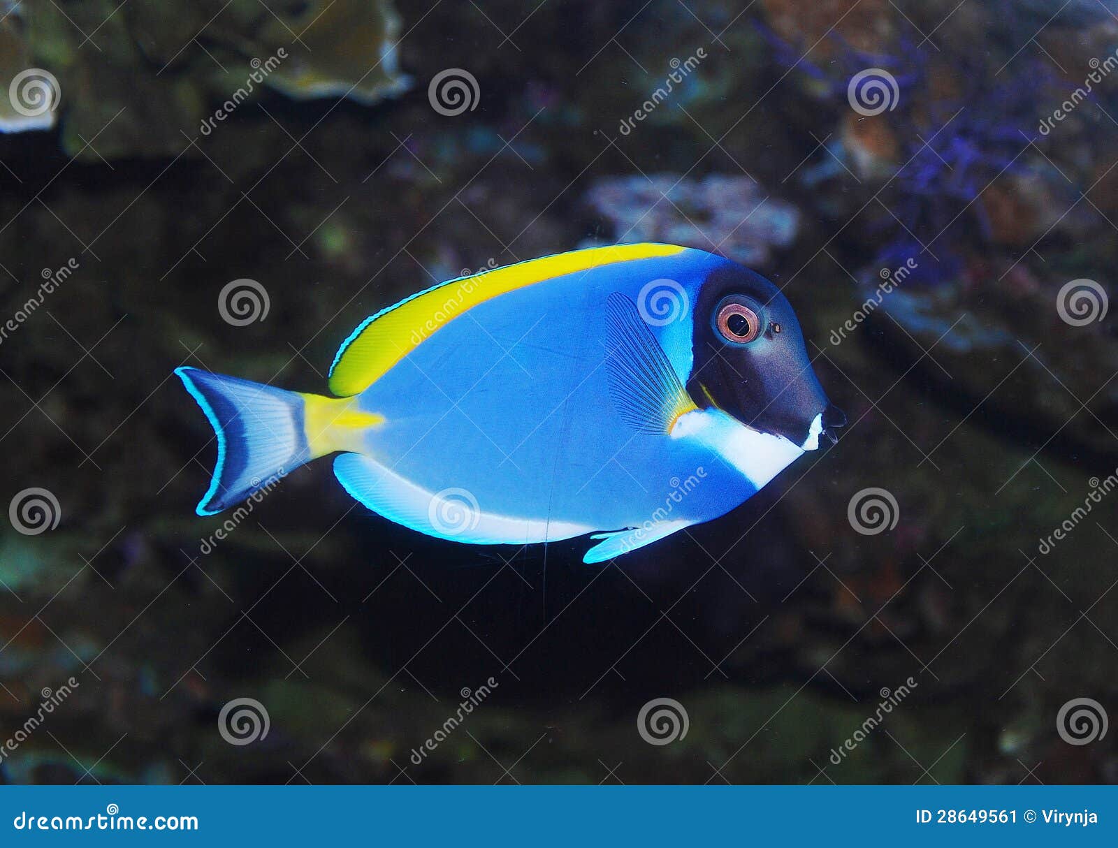 Tropical sea surgeon fish stock image. Image of dive - 28649561
