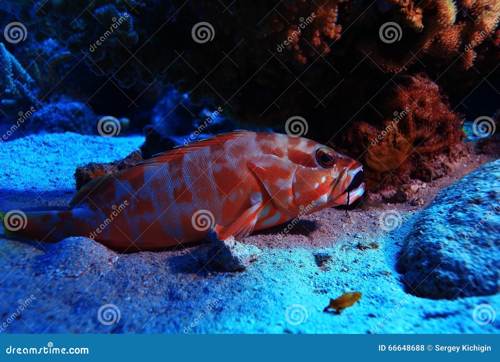 Tropical Sea View with Unusual Fish Stock Photo - Image of color, reef ...