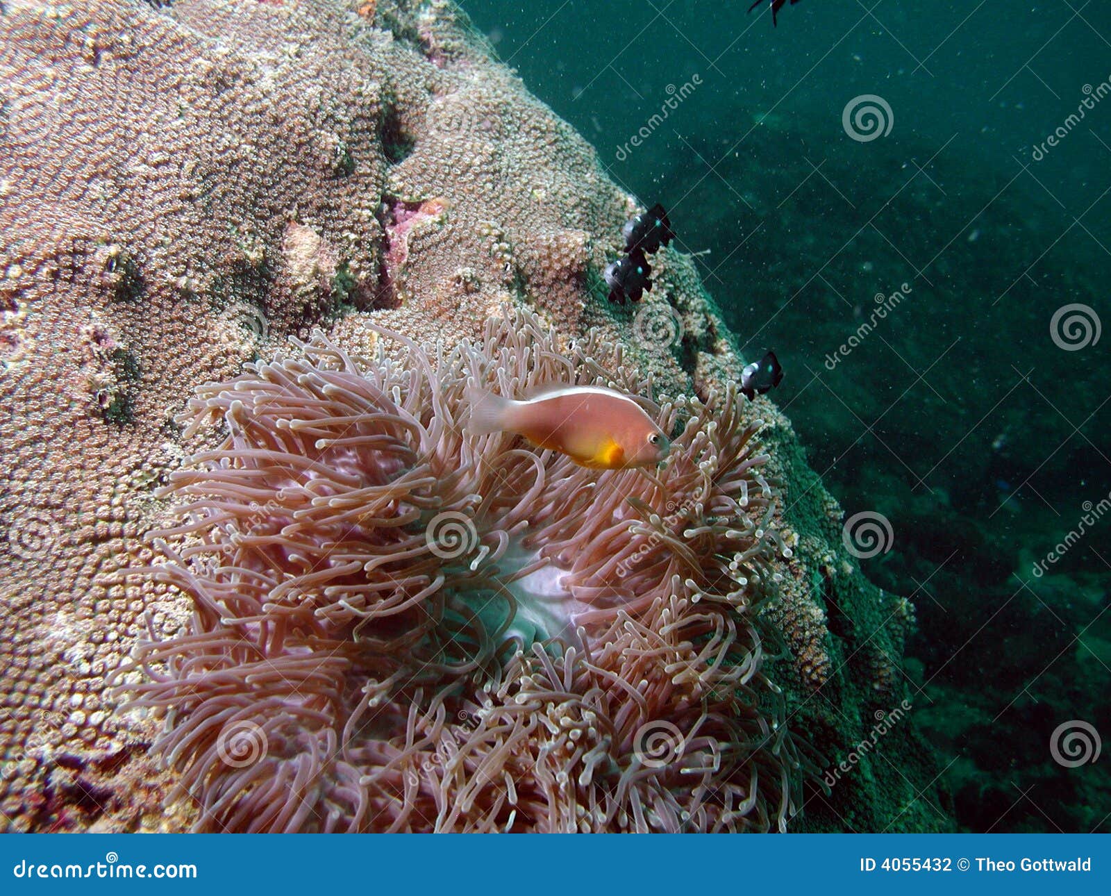 Tropical seabed stock photo. Image of seabed, andaman - 4055432