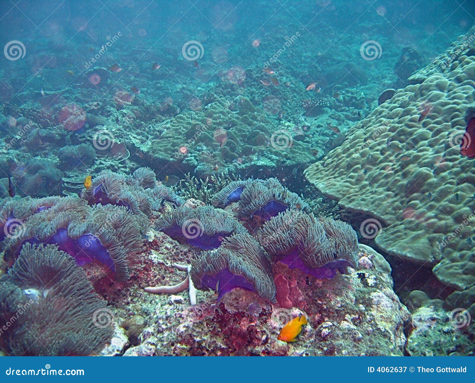 Tropical seabed stock image. Image of tropical, seabed - 4062637